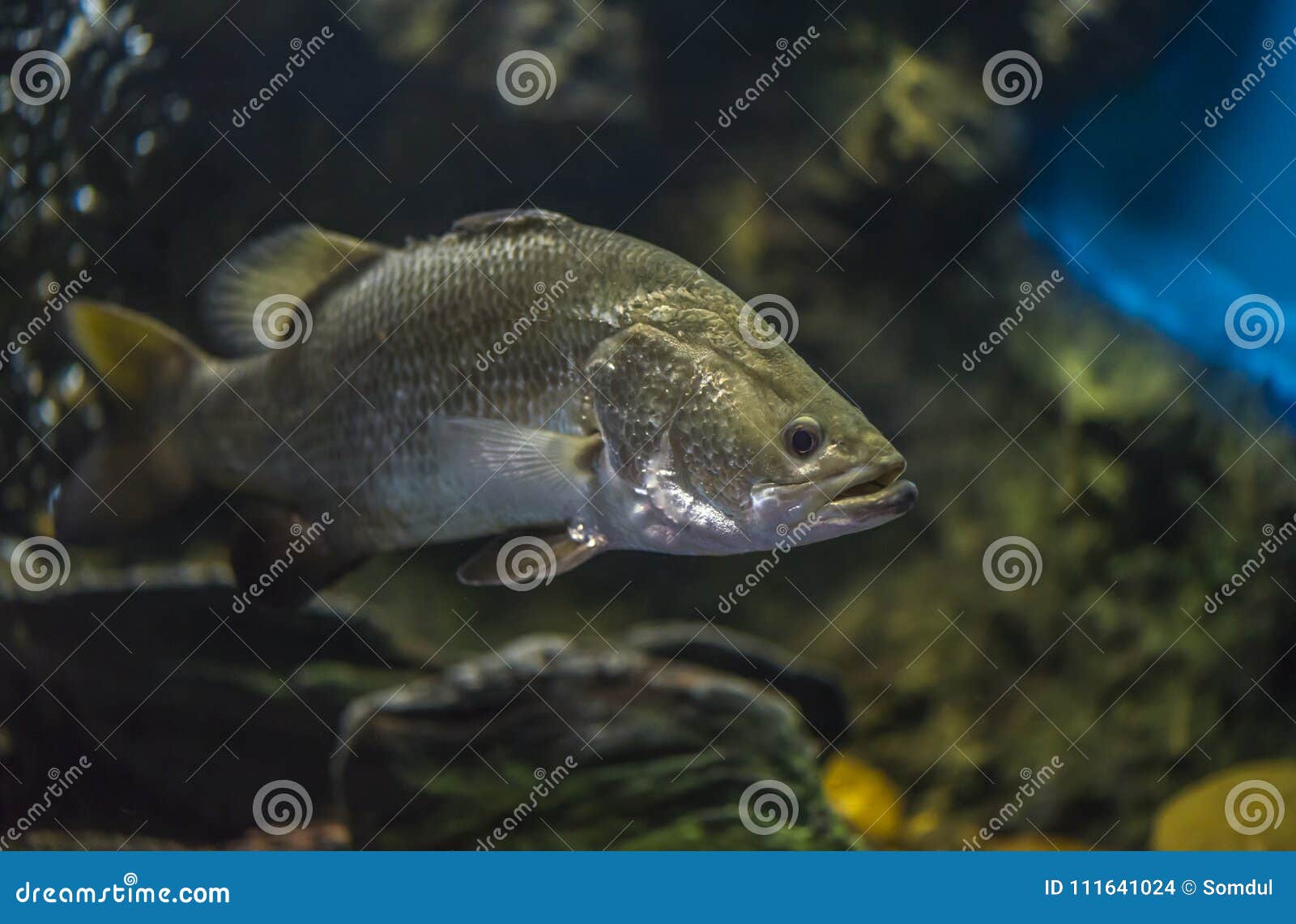 Silver Perch in Fresh Water Aquarium Stock Photo - Image of marine ...