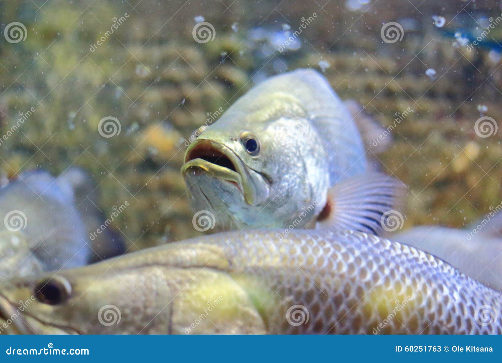 Silver perch stock image. Image of silver, perch, aquarium - 60251763