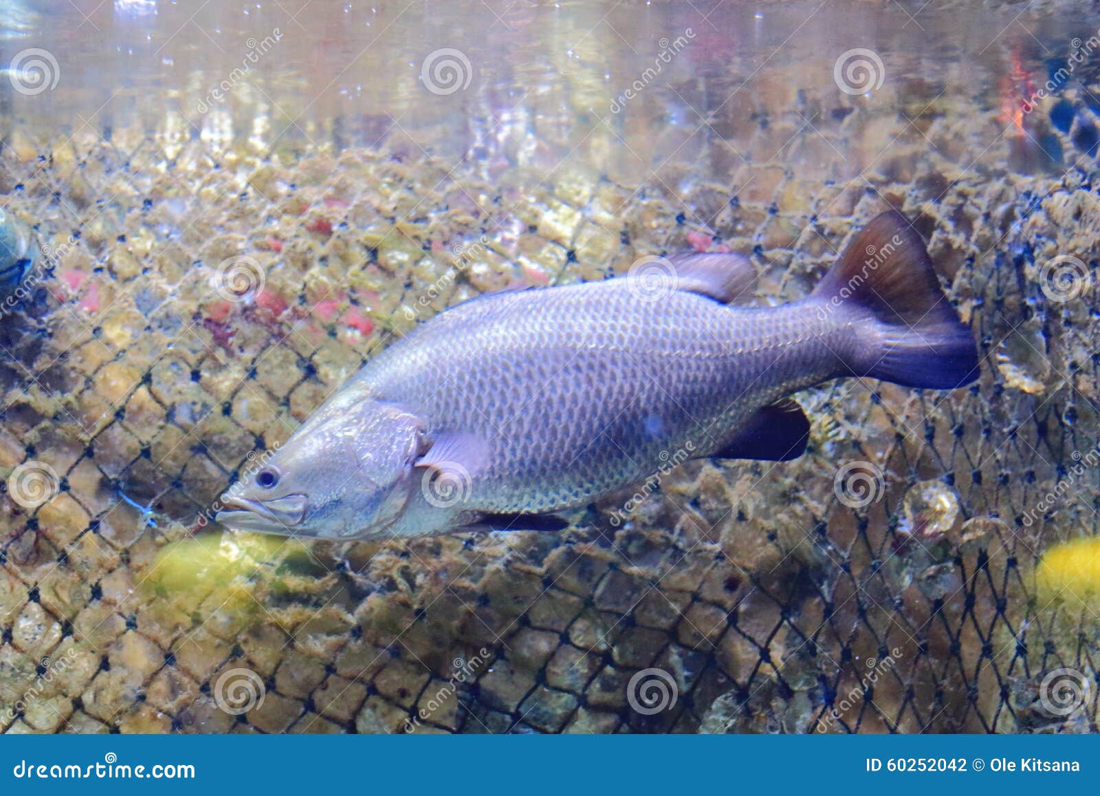 Silver perch stock photo. Image of seafood, perch, underwater - 60252042