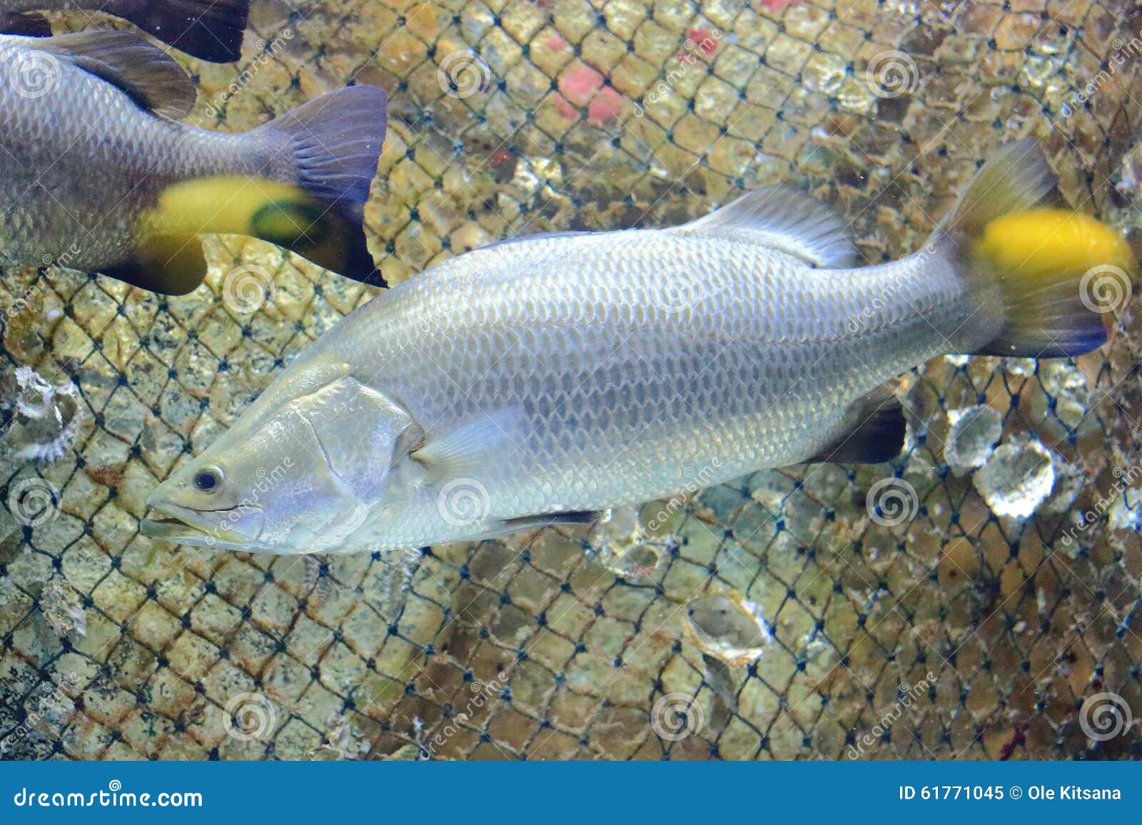 Silver perch stock image. Image of perch, aquarium, fish - 61771045