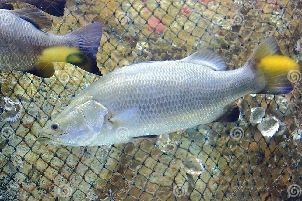 Silver perch stock image. Image of perch, aquarium, fish - 61771045