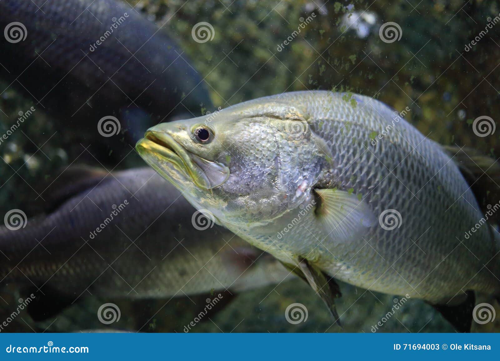 Silver perch stock image. Image of local, fish, aquarium - 71694003