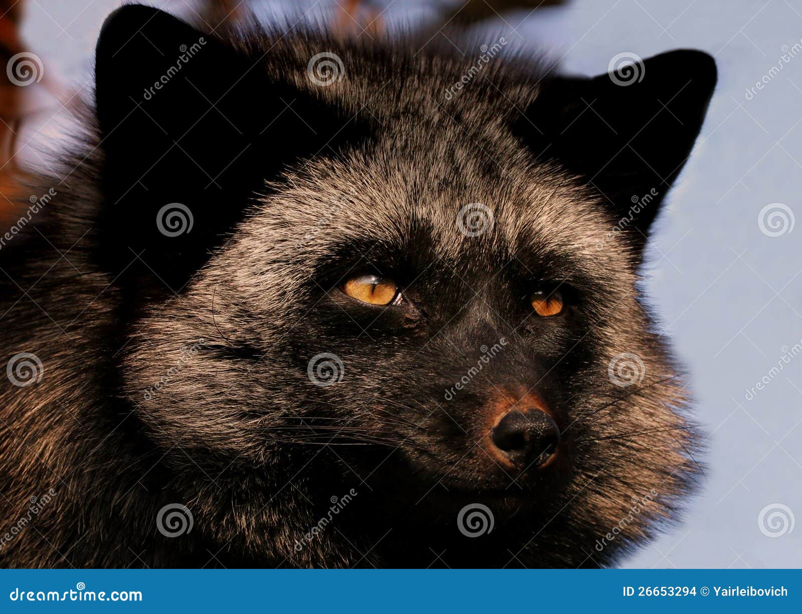 Silver phase fox stock photo. Image of nature, staring - 26653294