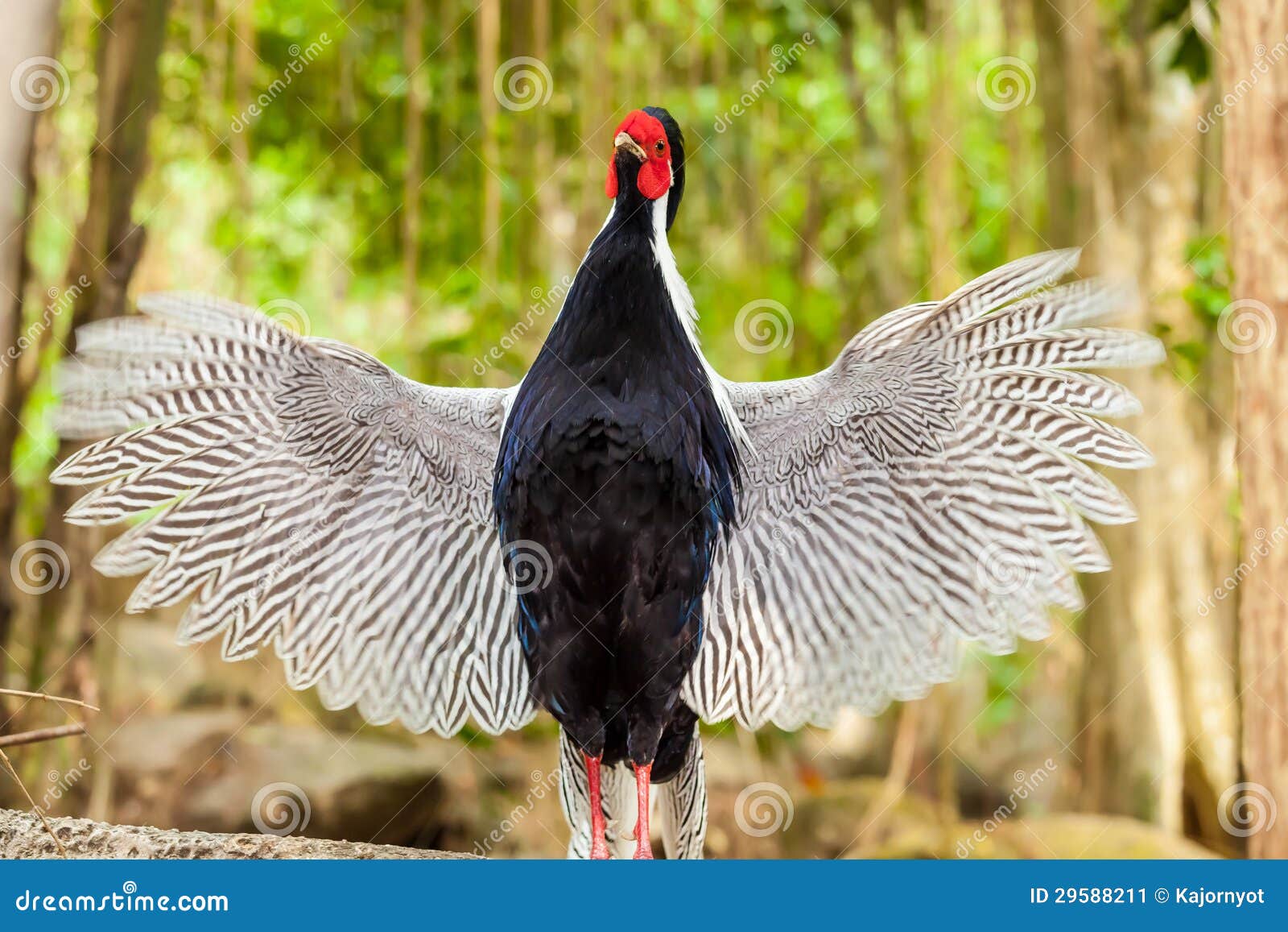 The Silver pheasant stock image. Image of black, lophura - 29588211
