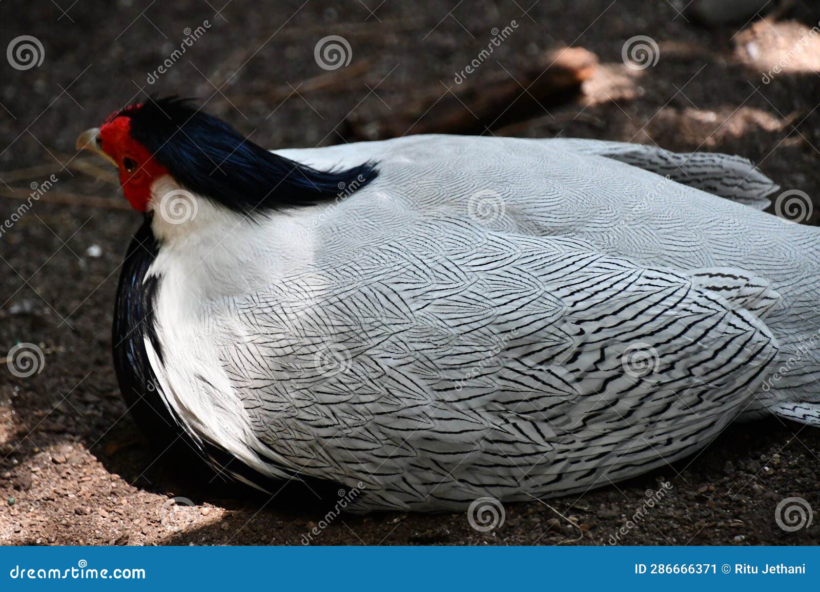 A Silver Pheasant Bird stock image. Image of neck, ornithology - 286666371
