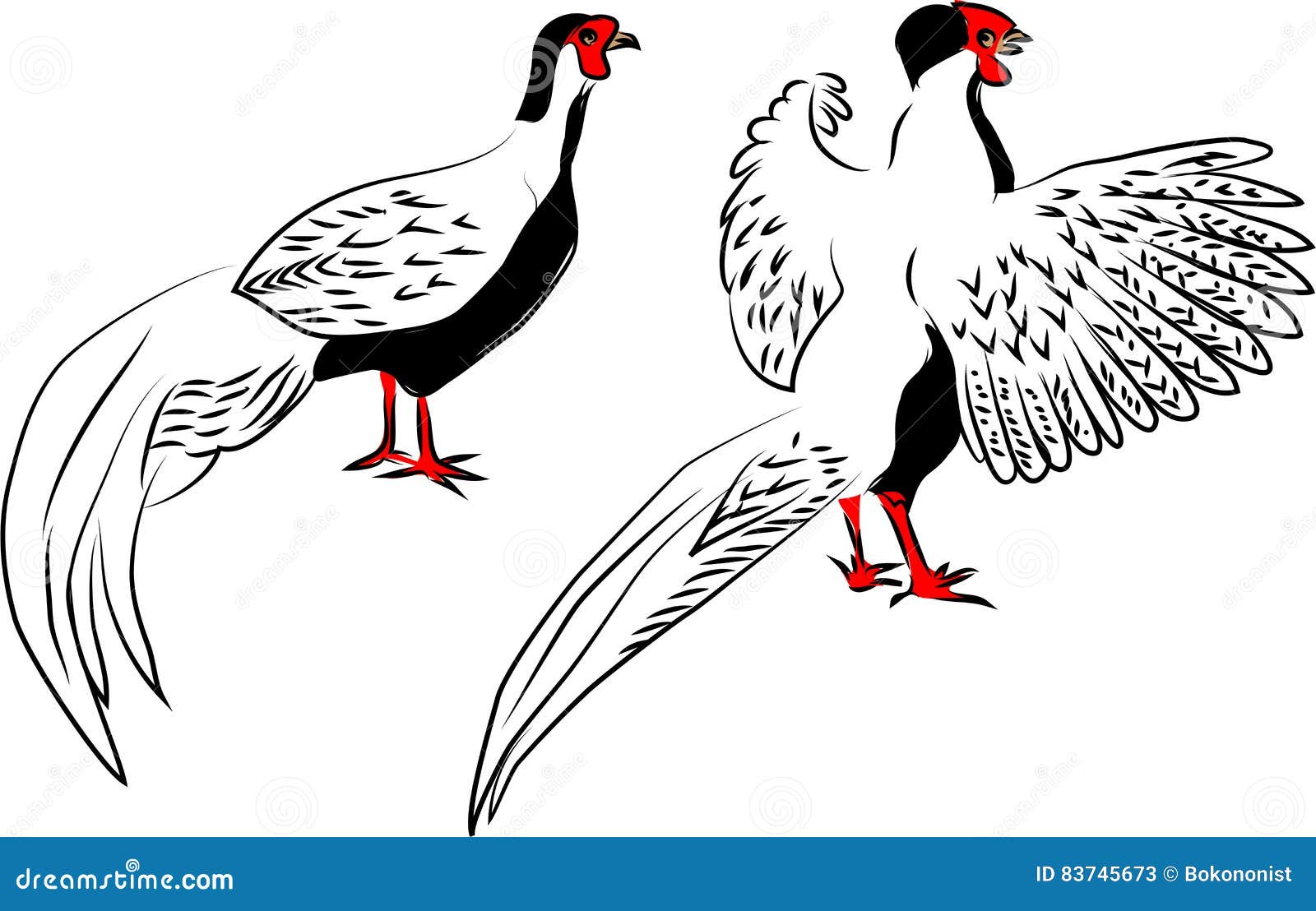 Silver pheasant stock vector. Illustration of colours - 83745673