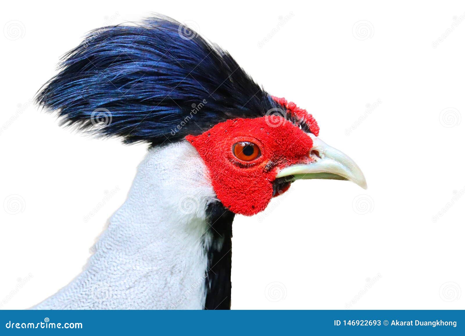 Silver Pheasant isolated stock illustration. Illustration of face ...