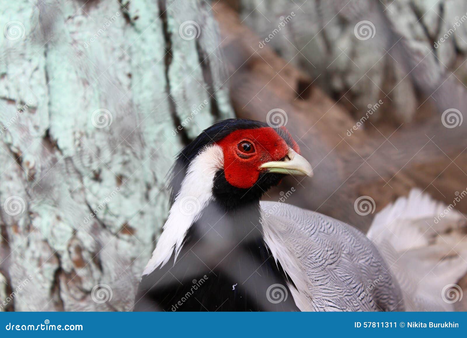 Silver pheasant stock image. Image of russia, head, pheasant - 57811311