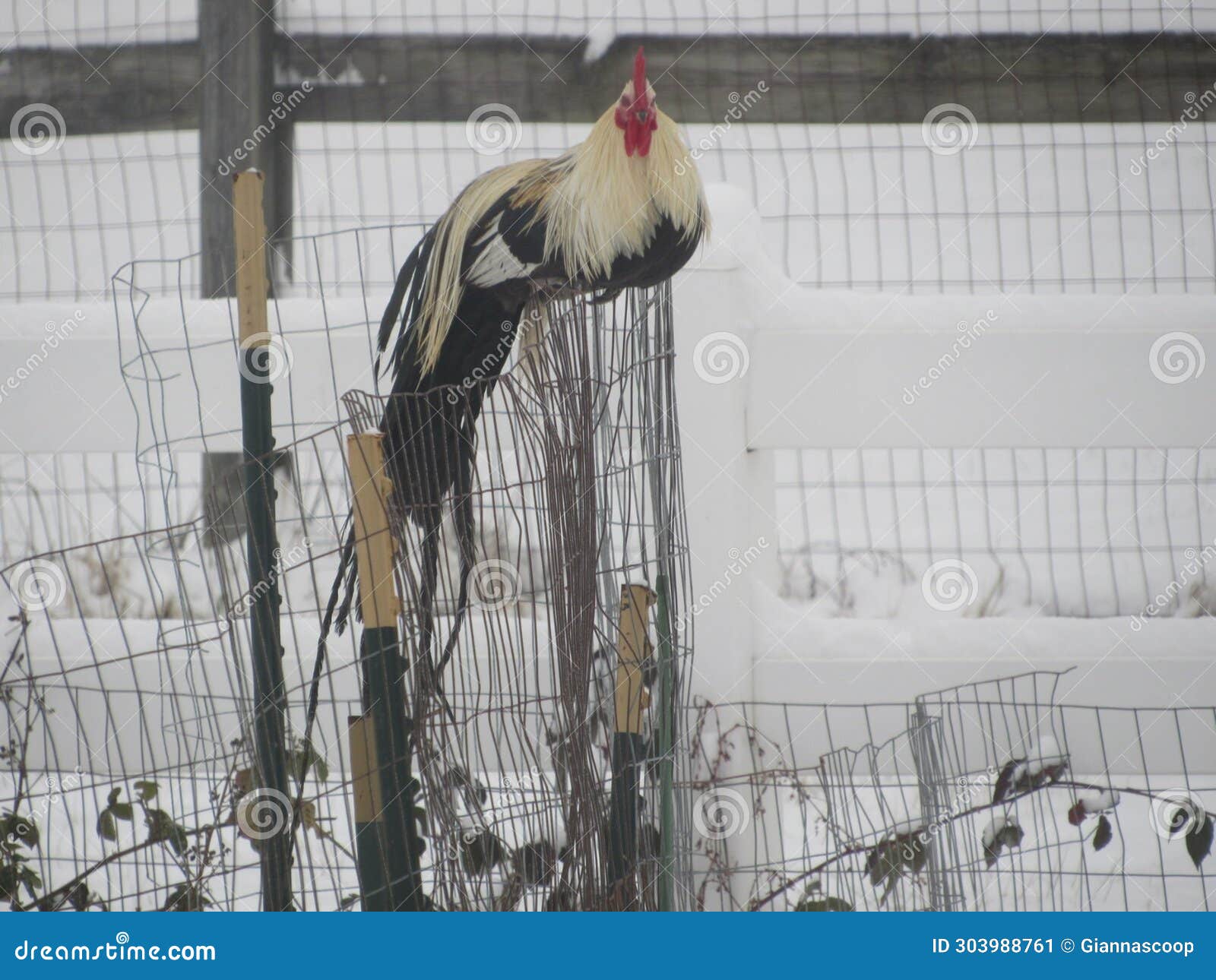 Silver Phoenix Rooster Royalty-Free Stock Photography | CartoonDealer ...