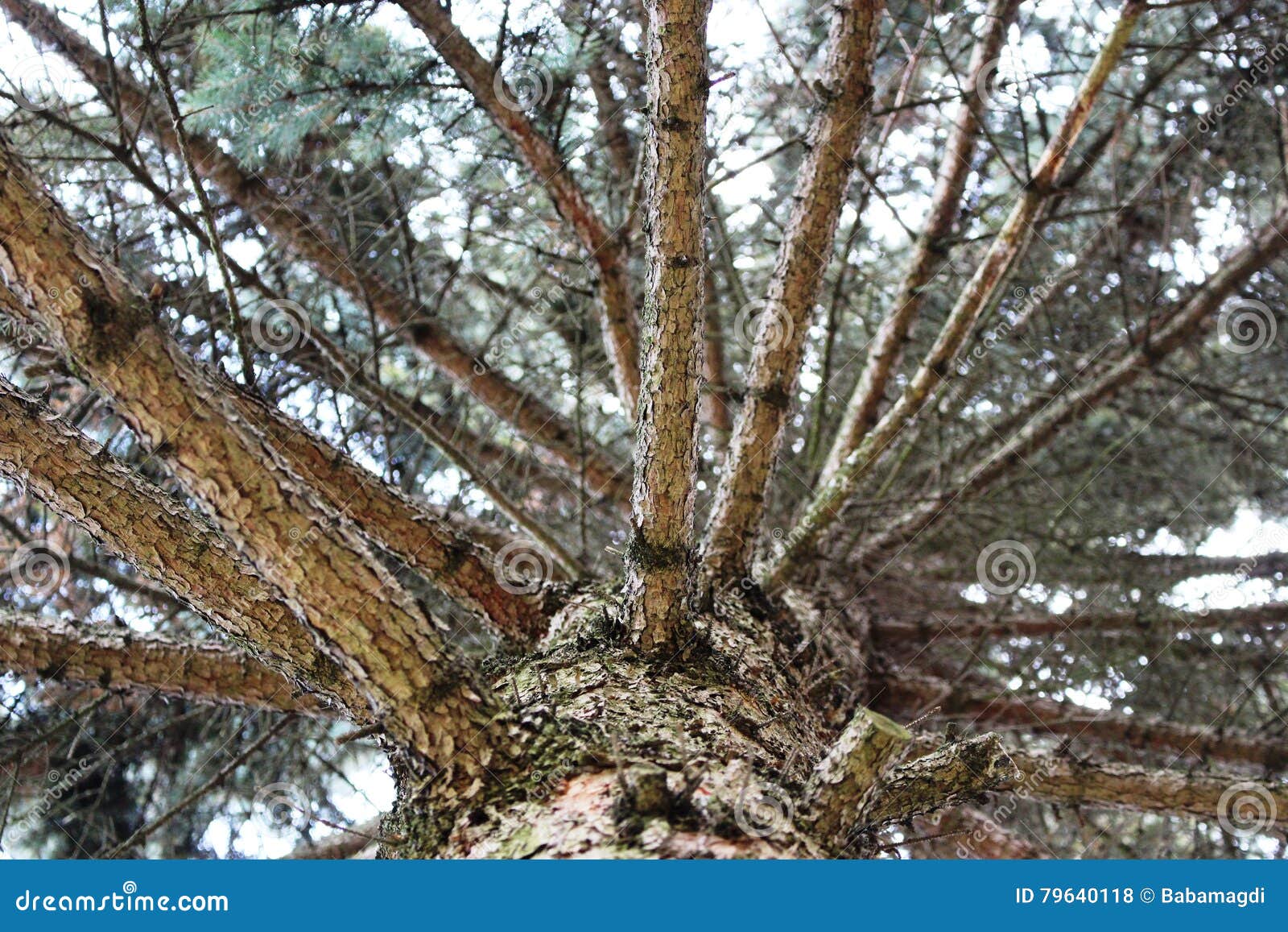 Silver pine branches stock photo. Image of garden, branches - 79640118
