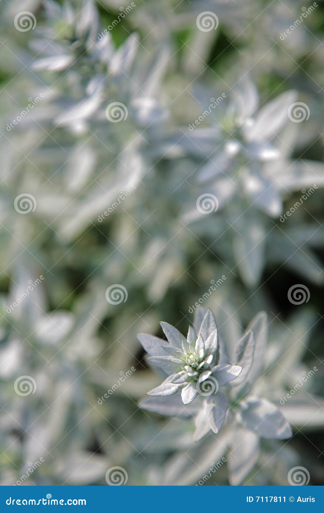 Silver plant stock image. Image of leaves, vegetation - 7117811