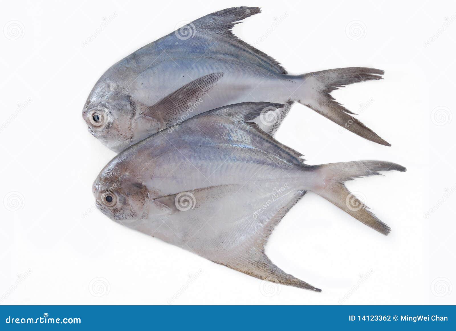 Silver Pomfret stock photo. Image of fish, diet, fresh - 14123362