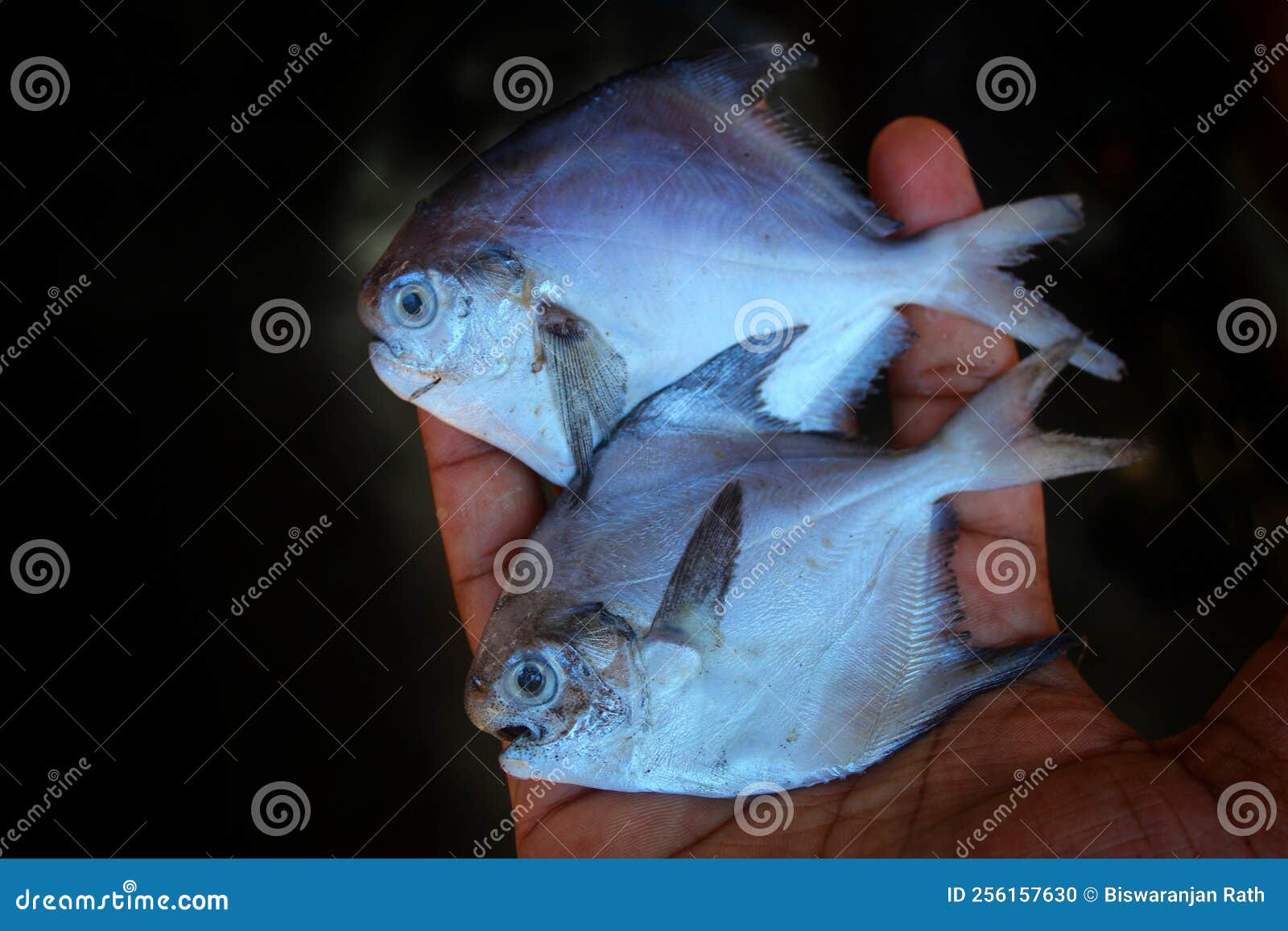 Silver Pomfret Fish Pampus Argentius Fish in Hand in Nice Dark ...
