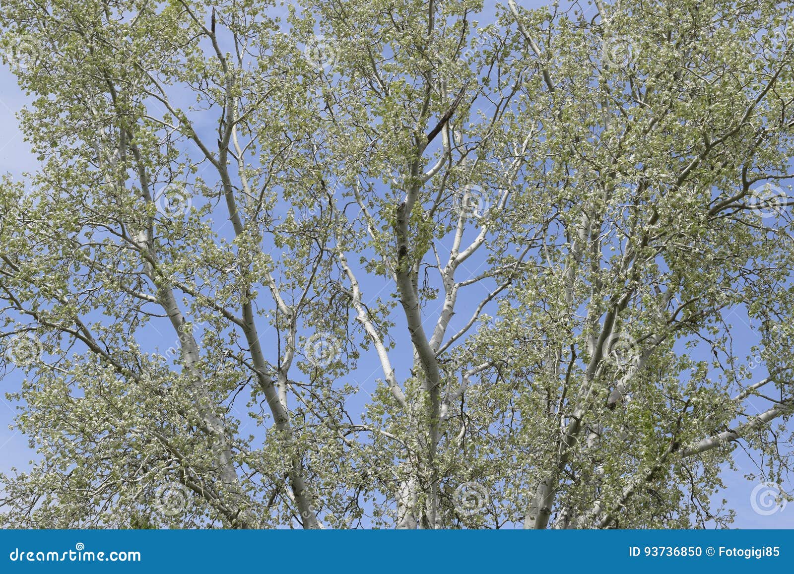 Silver Poplar Against the Sky. Recently Bloomed Buds and Young Leaves ...