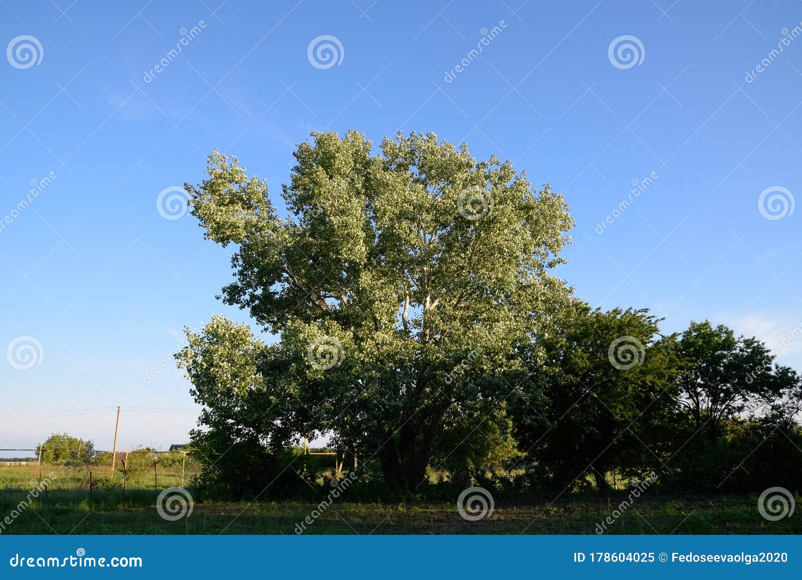 Silver Poplar in May, Green Leaves of Silver Poplar, Tree on Kuban ...