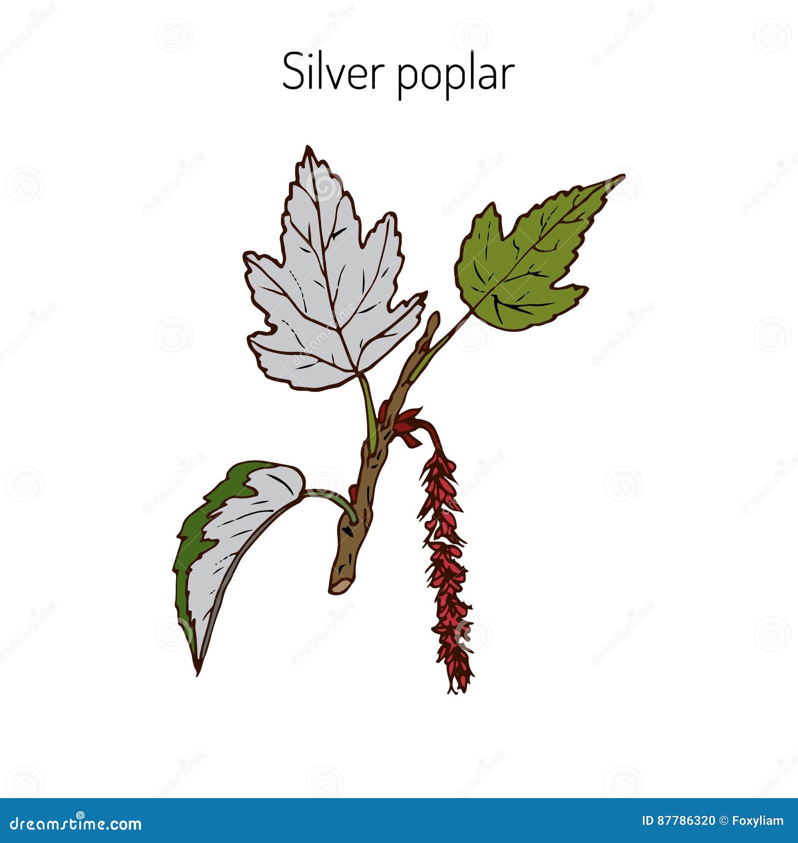 Silver poplar stock vector. Illustration of floral, leaf - 87786320