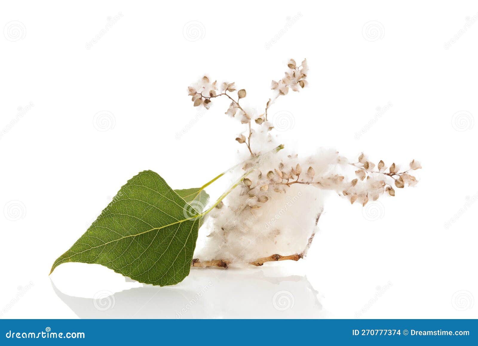 Silver Poplar Seeds. Allergy Concept Stock Photo - Image of concept ...