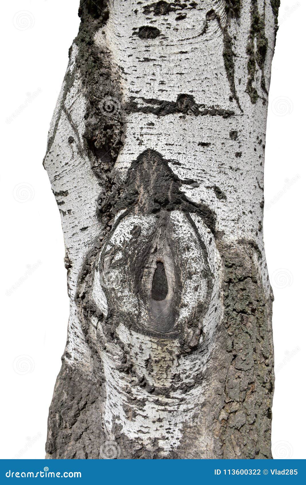 Silver Poplar Trunk Bark Texture Stock Photo - Image of wood, poplar ...
