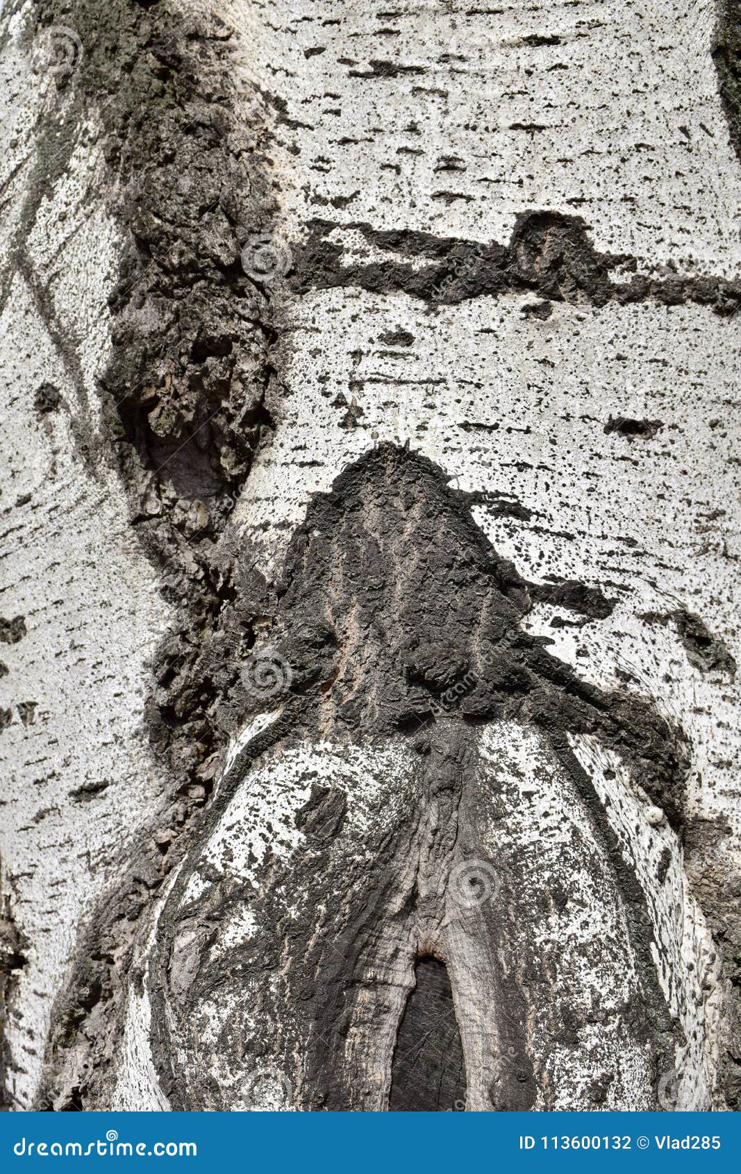 Silver Poplar Trunk Bark Texture Stock Photo - Image of abstract ...