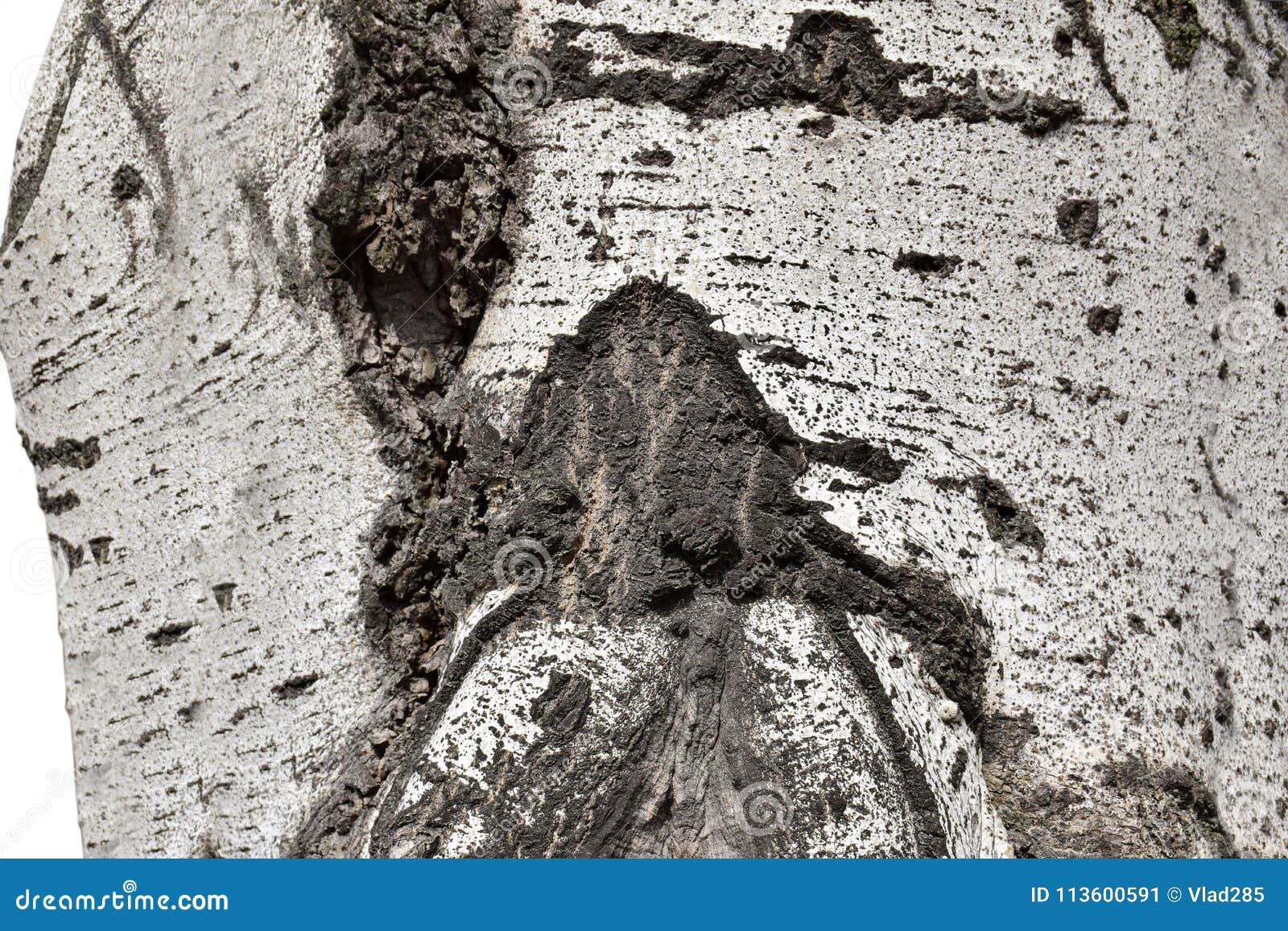 Silver Poplar Trunk Bark Texture Stock Image - Image of pattern, white ...