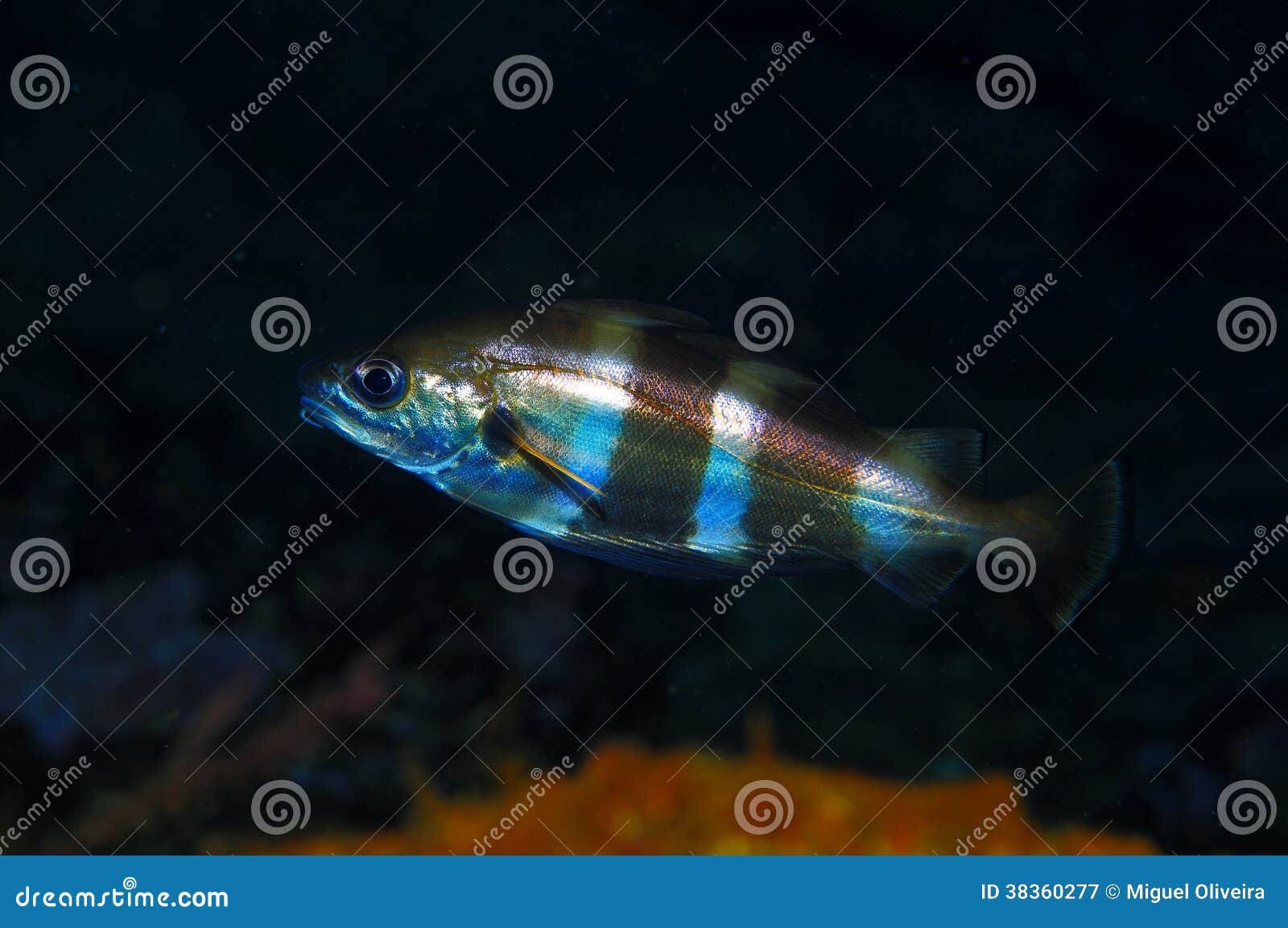 Silver Pouting (Trisopterus Luscus) Stock Image - Image of fins, ocean ...