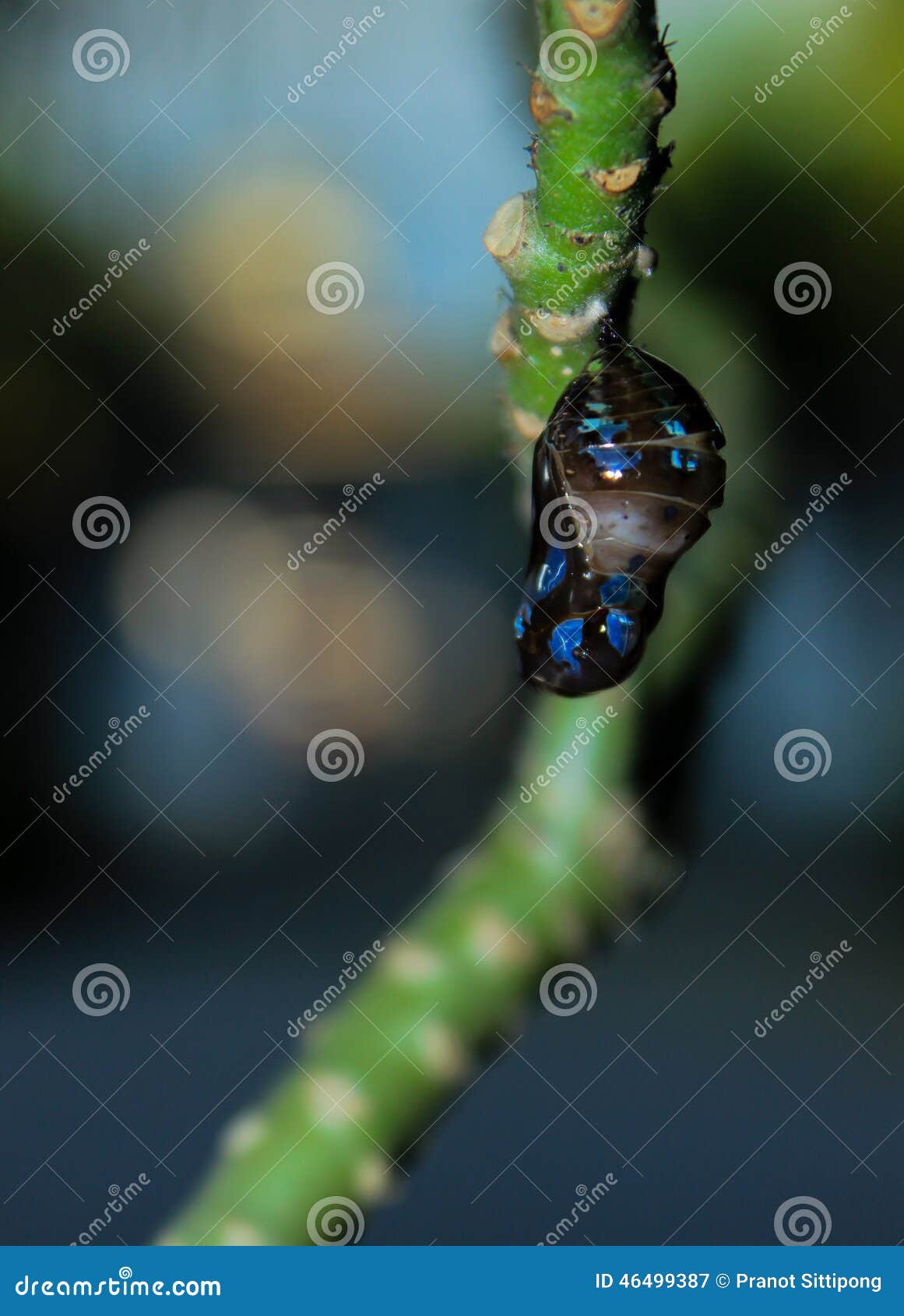 Silver pupa stock image. Image of chrysalis, advanture - 46499387