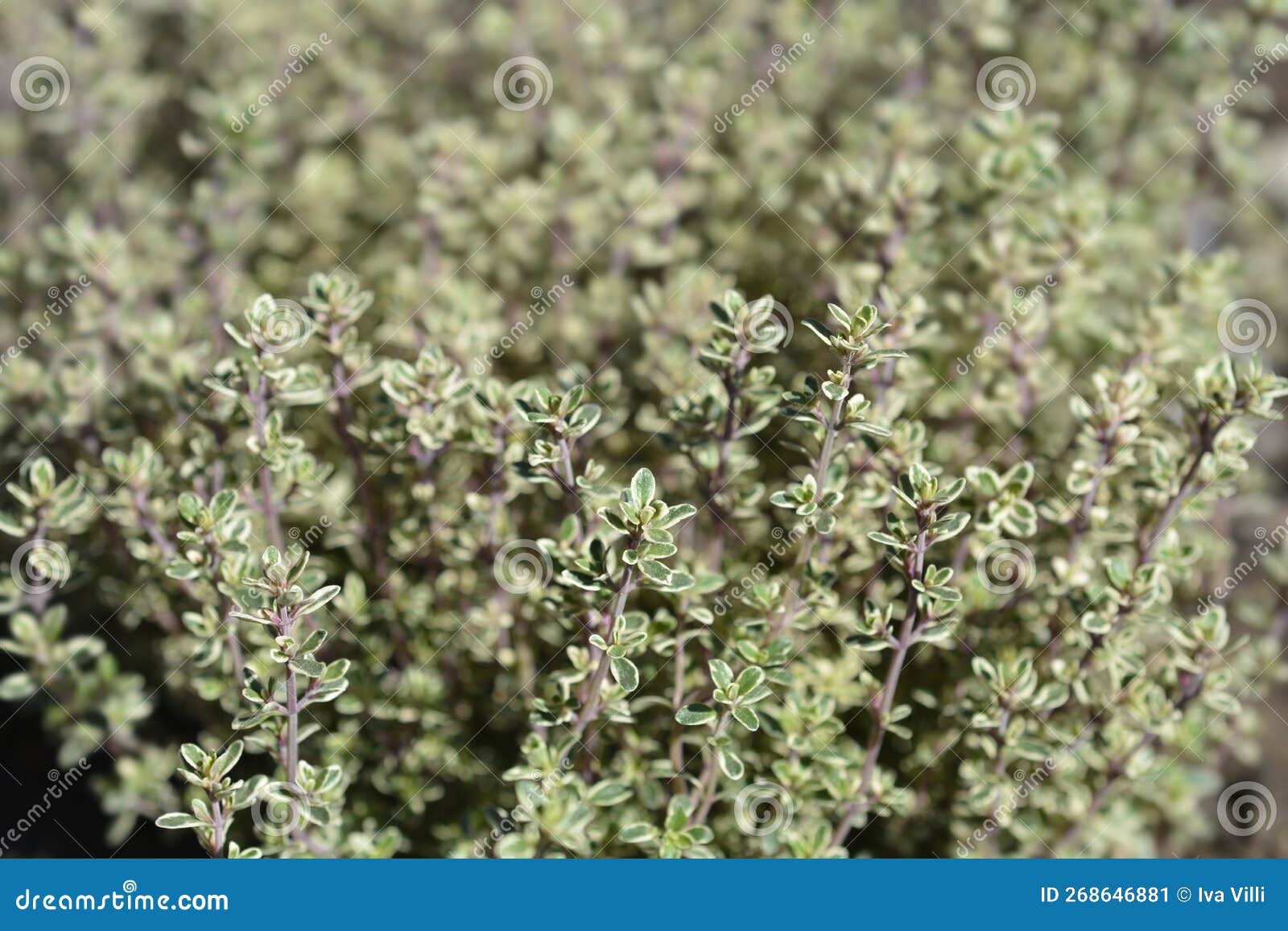 Silver Queen Lemon Thyme stock image. Image of green - 268646881