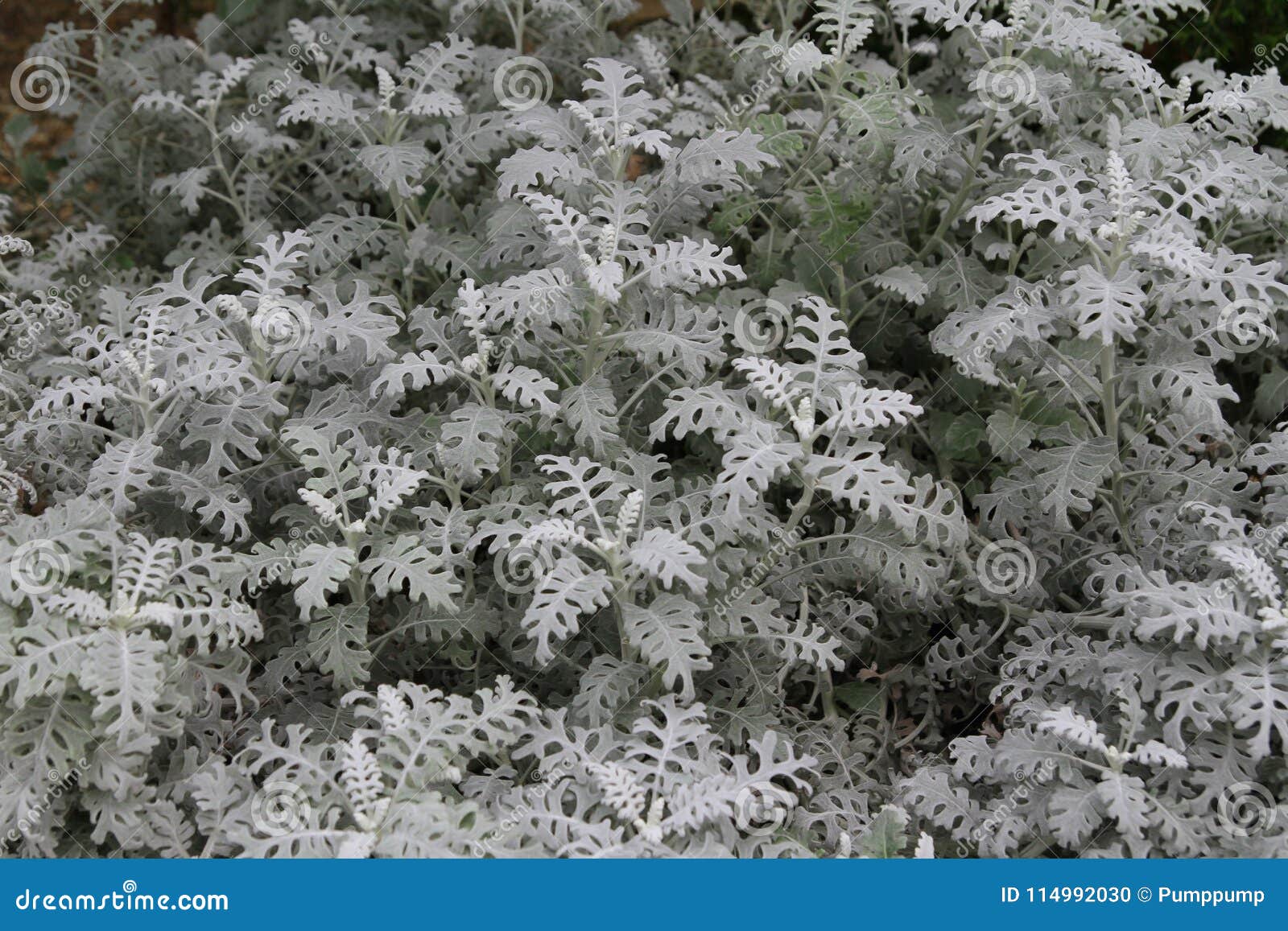 Silver Ragwort is Gray Plant Stock Photo - Image of flower, cineraria ...