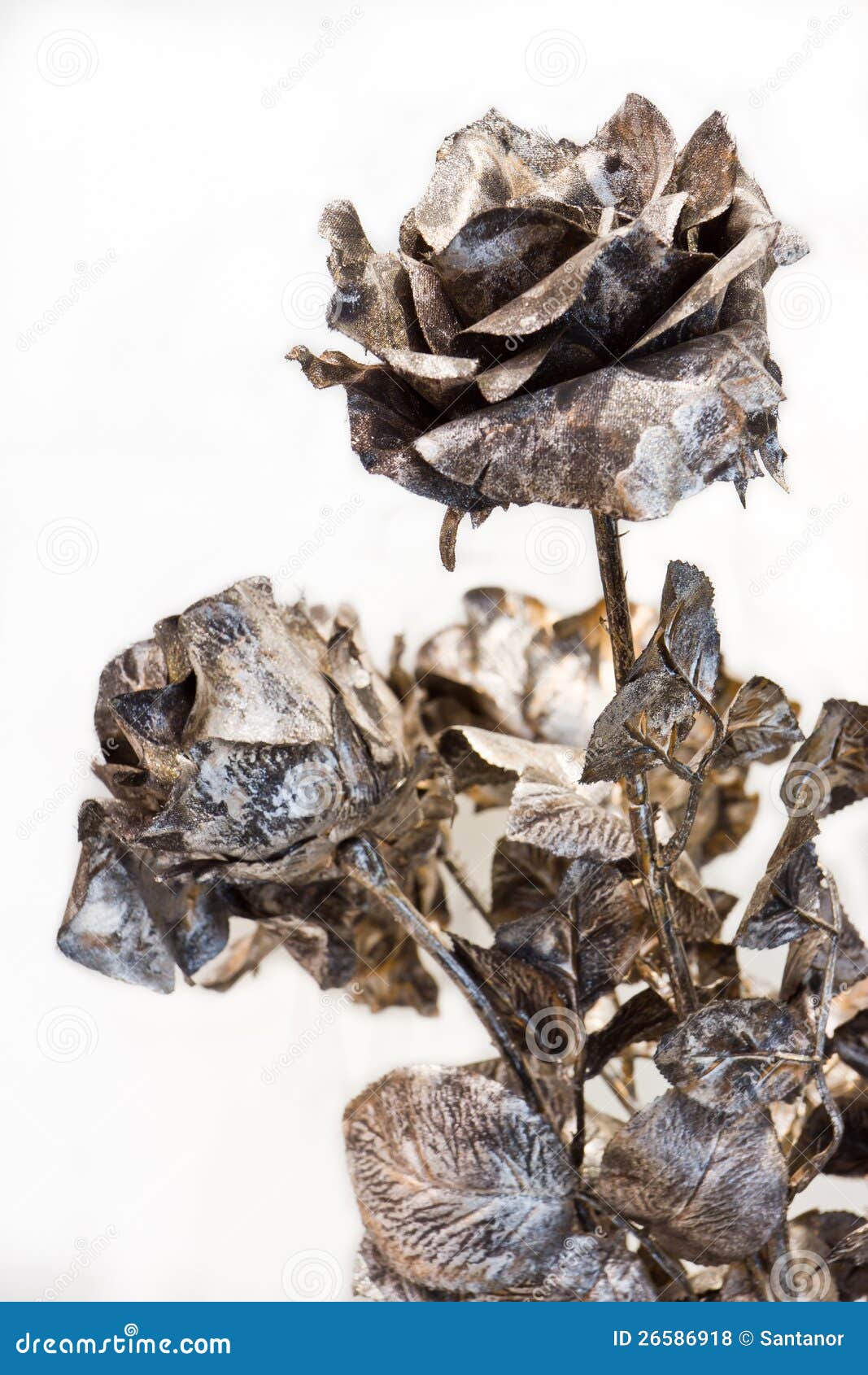 Silver rose stock photo. Image of beauty, isolated, leaves - 26586918