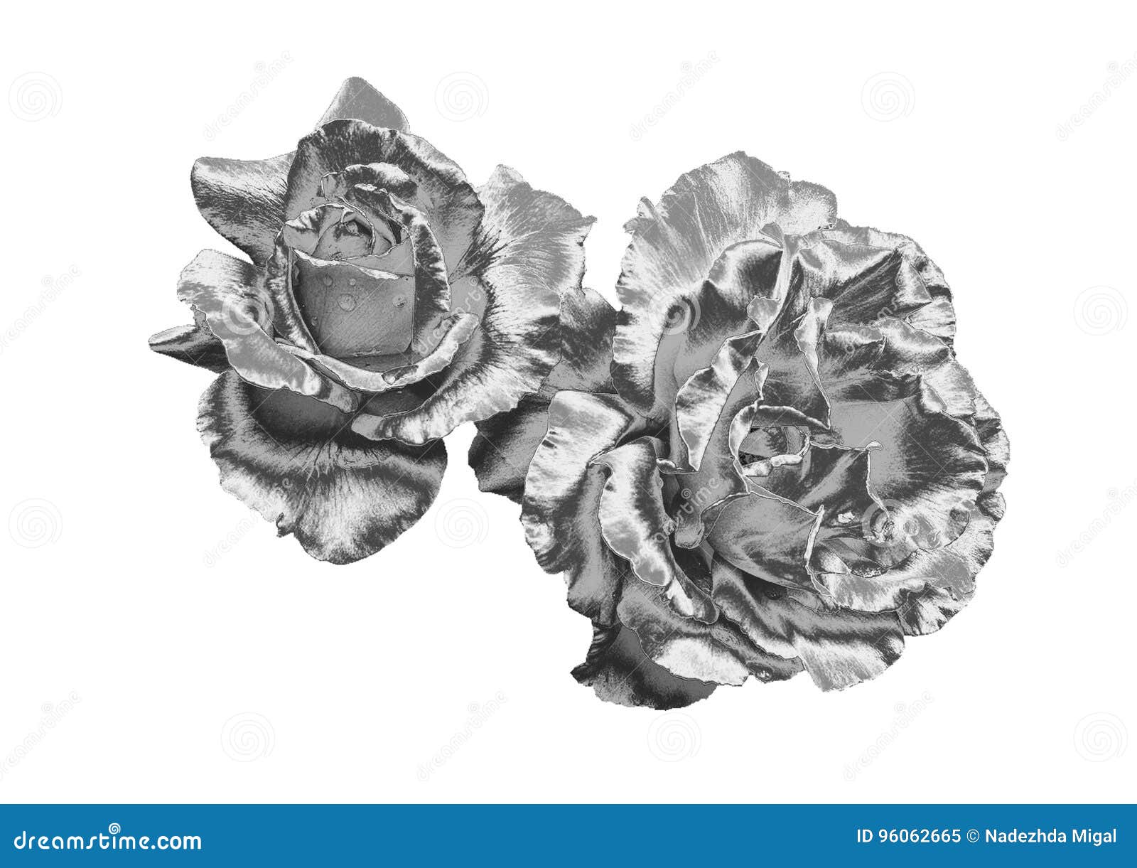 Silver rose stock image. Image of rose, black, orchid - 96062665