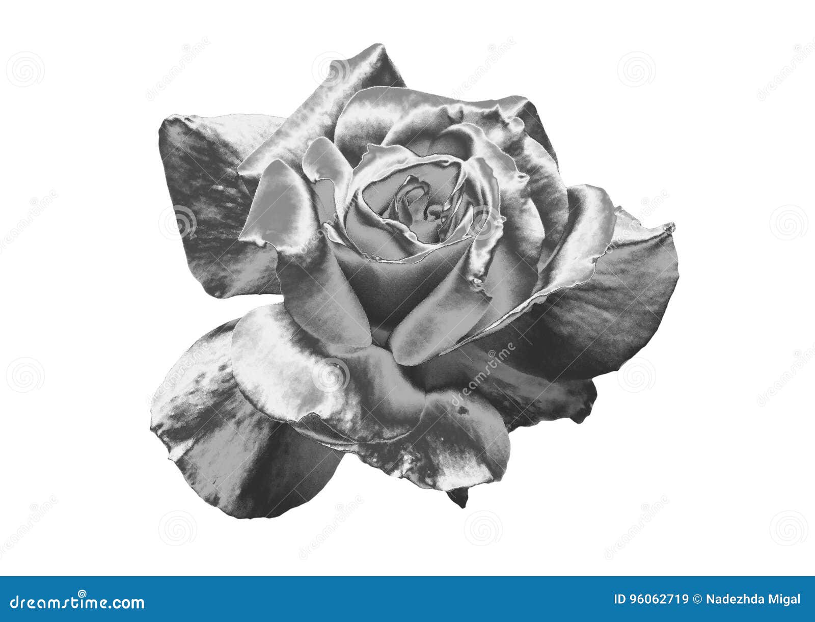 Silver Rose Flower On Gold Background. Luxury And Success. Metallized ...
