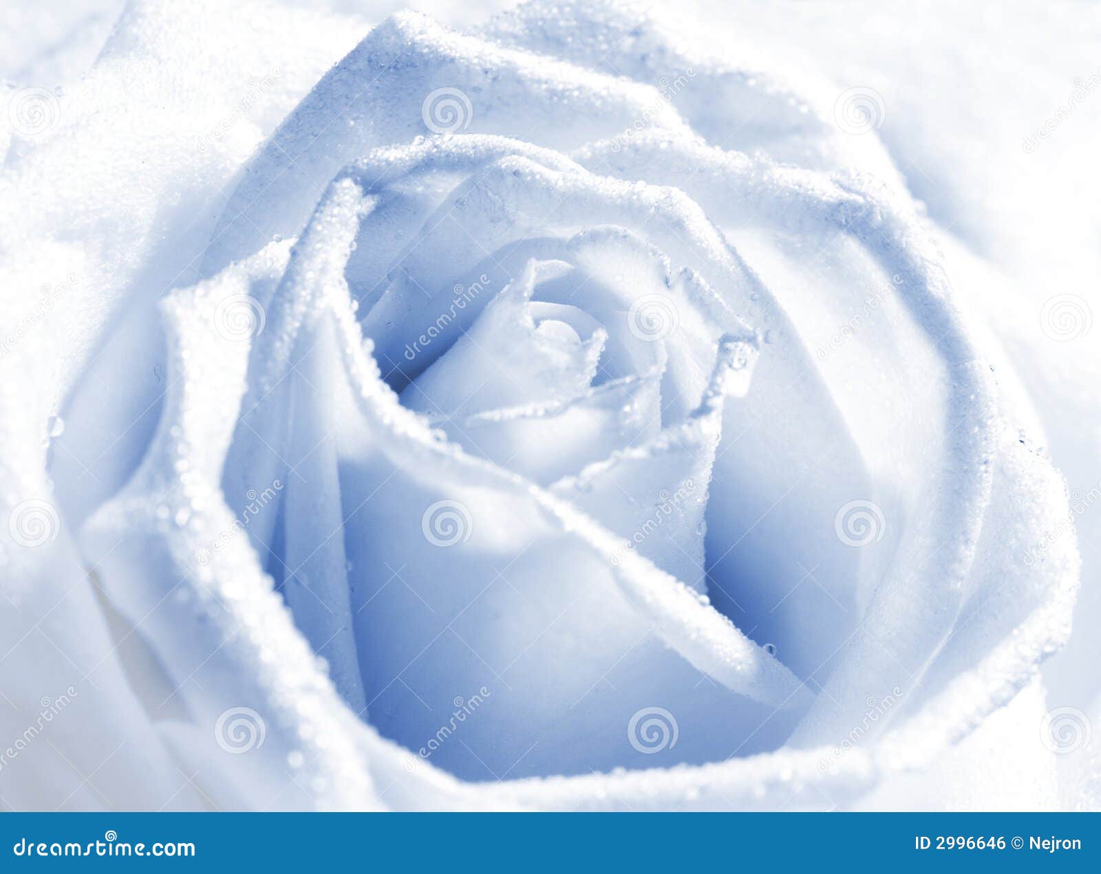 Silver Rose Flower On Gold Background. Luxury And Success. Metallized ...