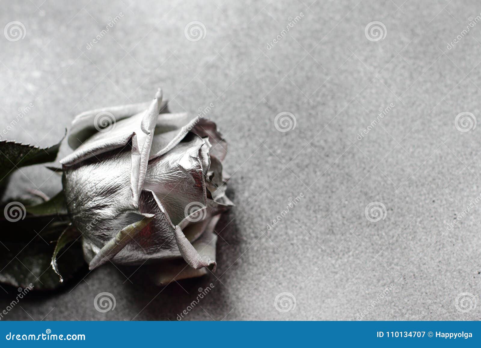 Silver Rose on Silver Metallic Background Stock Image - Image of siver ...