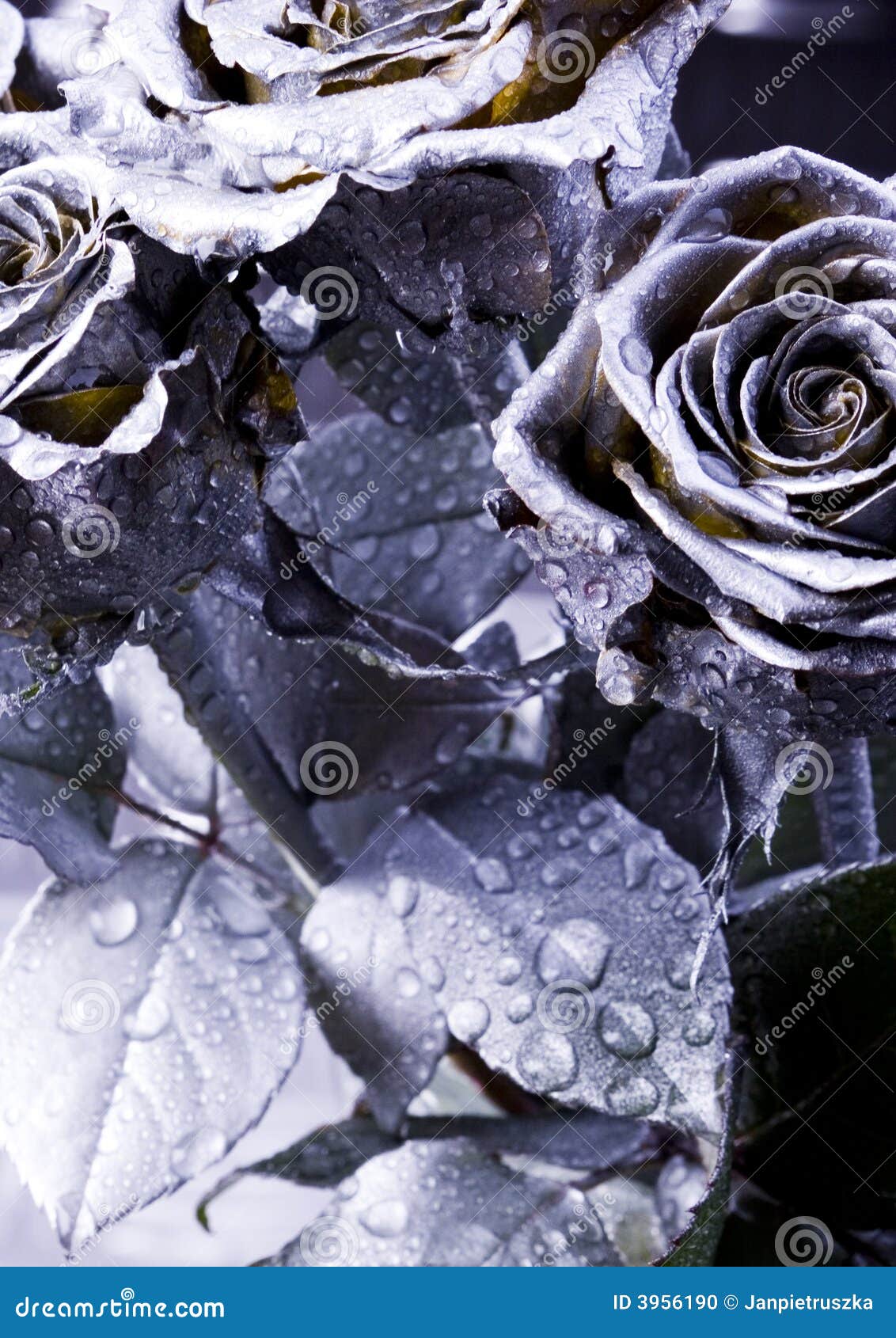 Silver roses stock photo. Image of freshness, colorful - 3956190