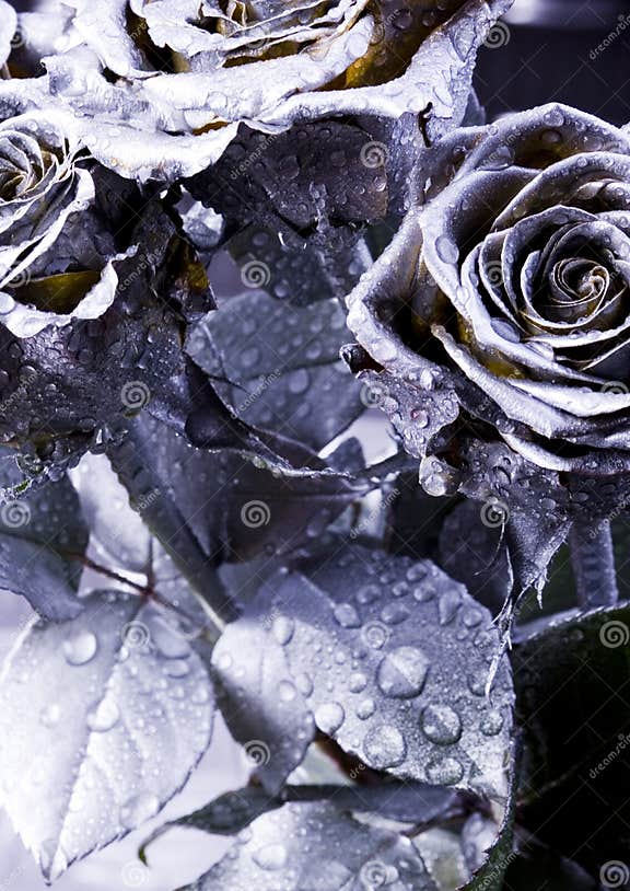 Silver roses stock photo. Image of freshness, colorful - 3956190