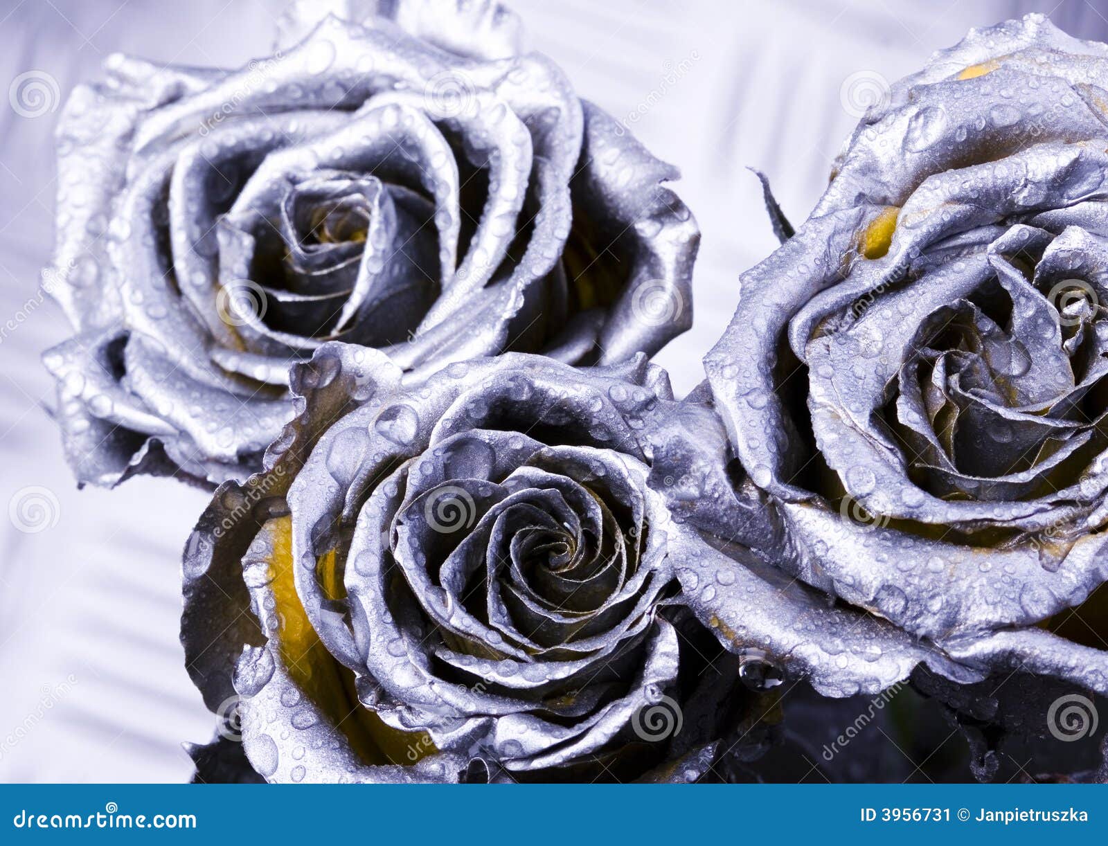 Silver roses stock image. Image of aromatherapy, aroma - 3956731