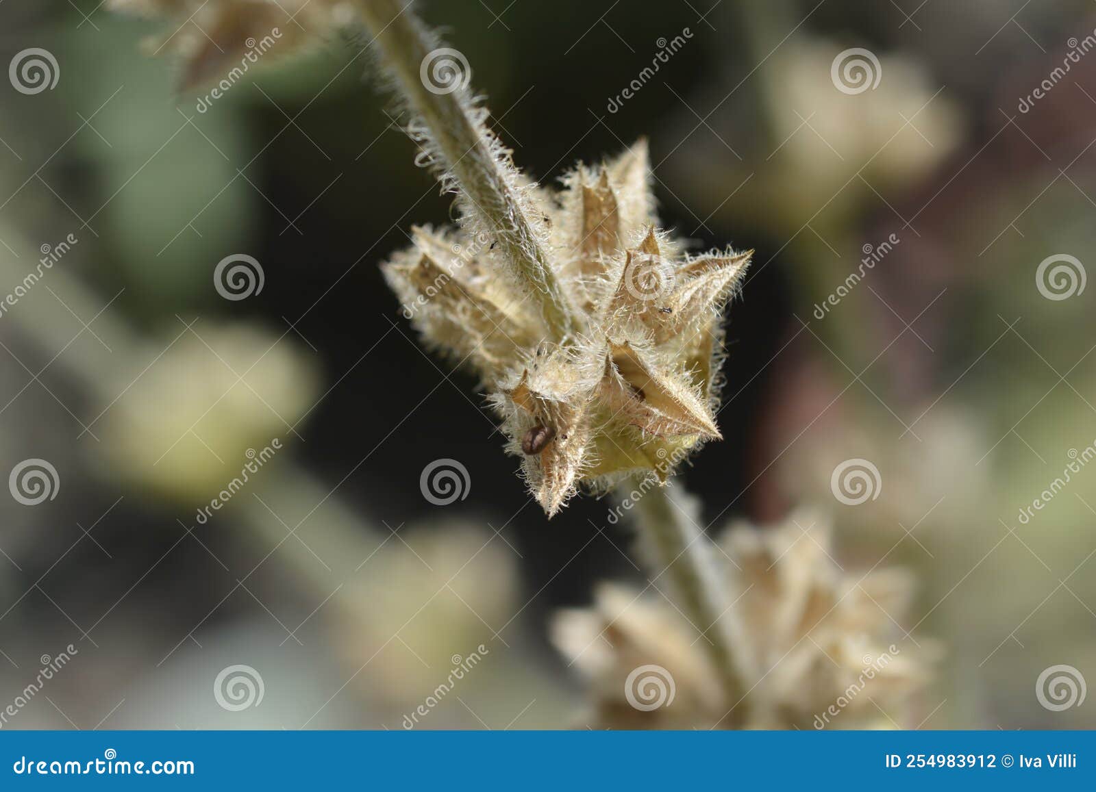 Silver sage stock photo. Image of outdoors, botany, silver - 254983912