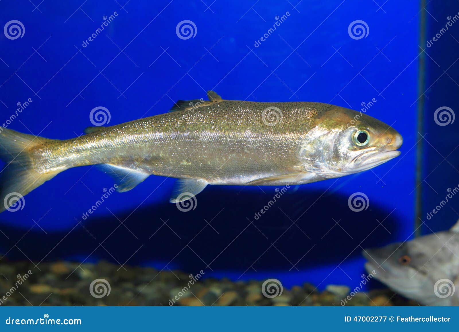 Silver Salmon stock image. Image of cold, coho, hokkaido - 47002277