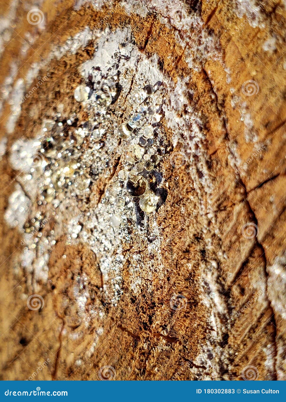 Gum Seeping Through He Bark Of A Wattle Tree Royalty-Free Stock Image ...