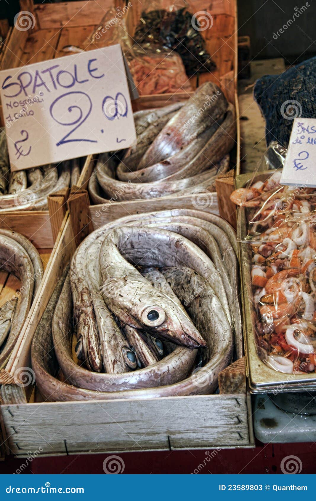Silver scabbardfish stock image. Image of curled, close - 23589803