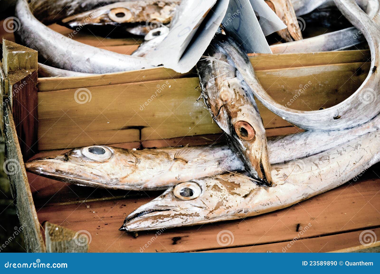 Silver scabbardfish stock photo. Image of catch, horizontal - 23589890