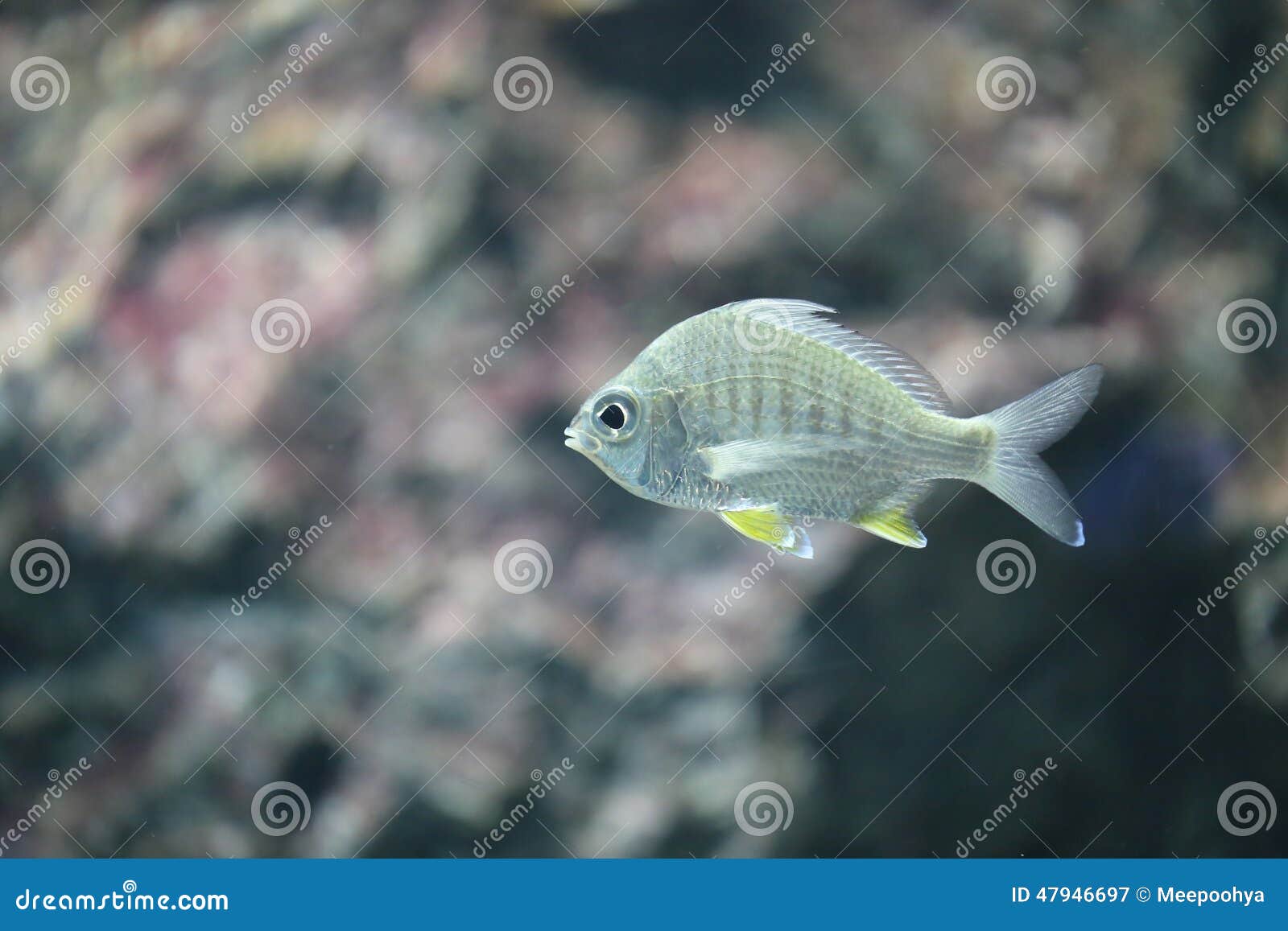 The Silver sea fish. stock image. Image of silver, aquarium - 47946697