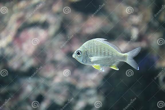 The Silver sea fish. stock image. Image of silver, aquarium - 47946697
