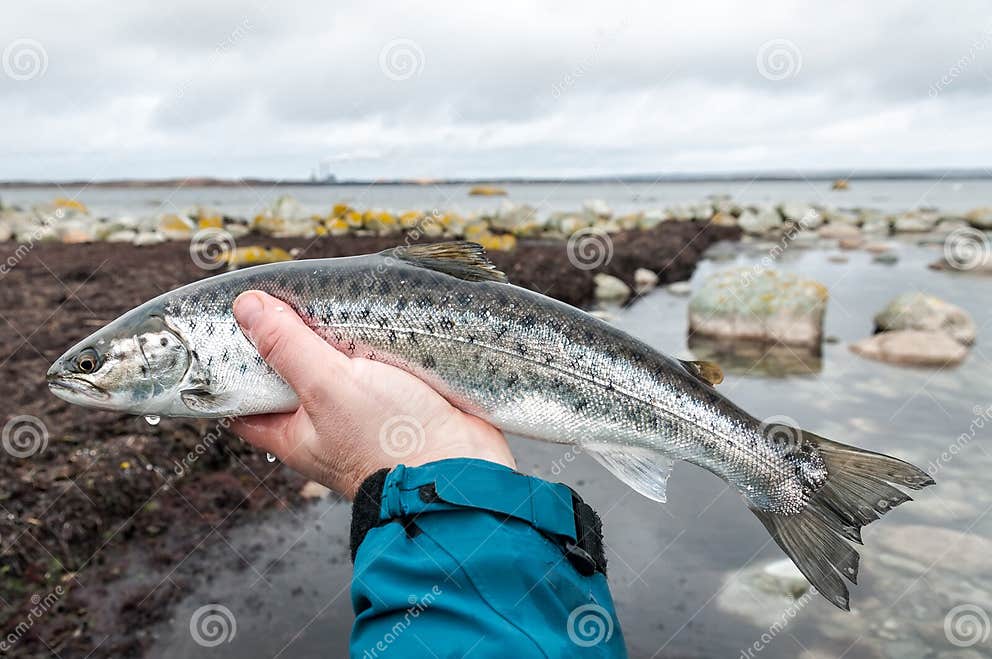Silver sea trout stock photo. Image of nordic, natural - 167917720