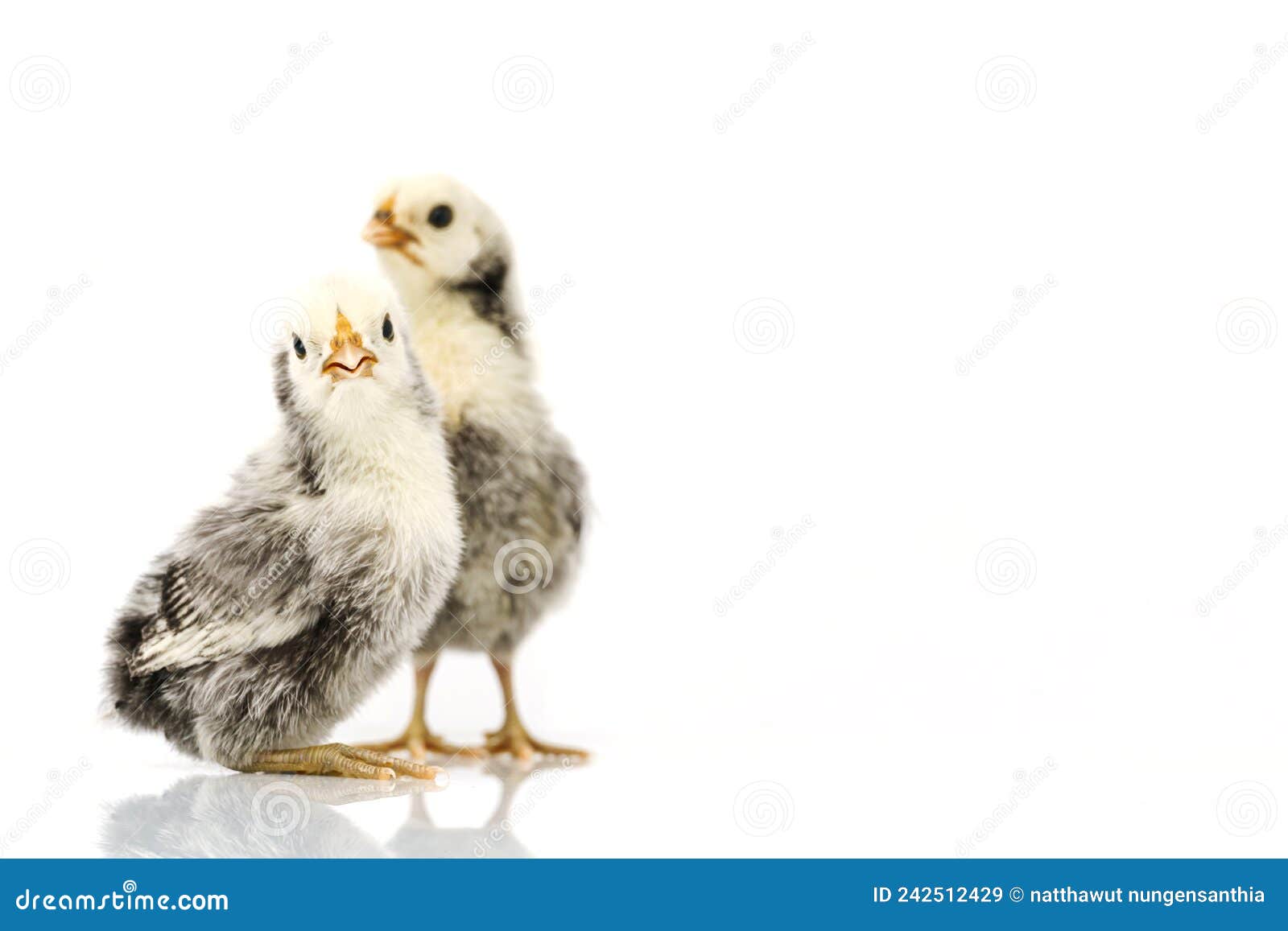 Silver Sebright Bantam Hen Isolated on White Stock Image - Image of ...