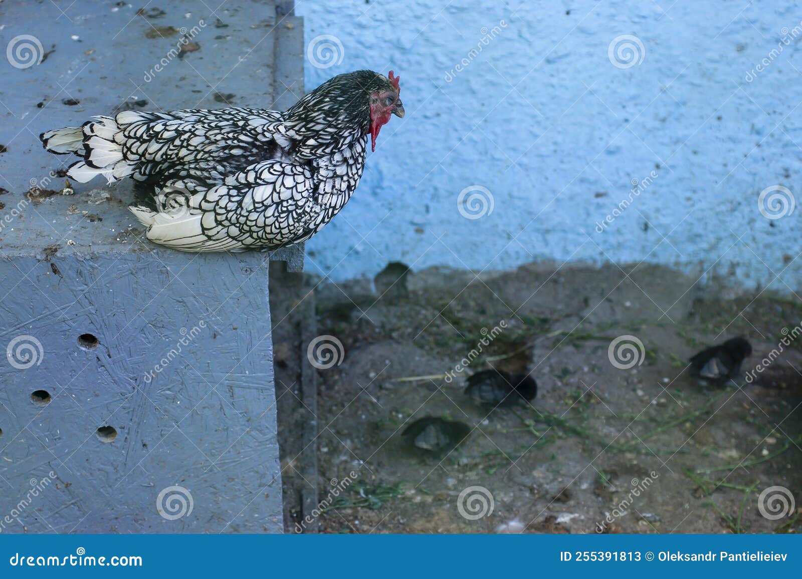 A Silver Sebright with Three Little Chicks Stock Image - Image of ...