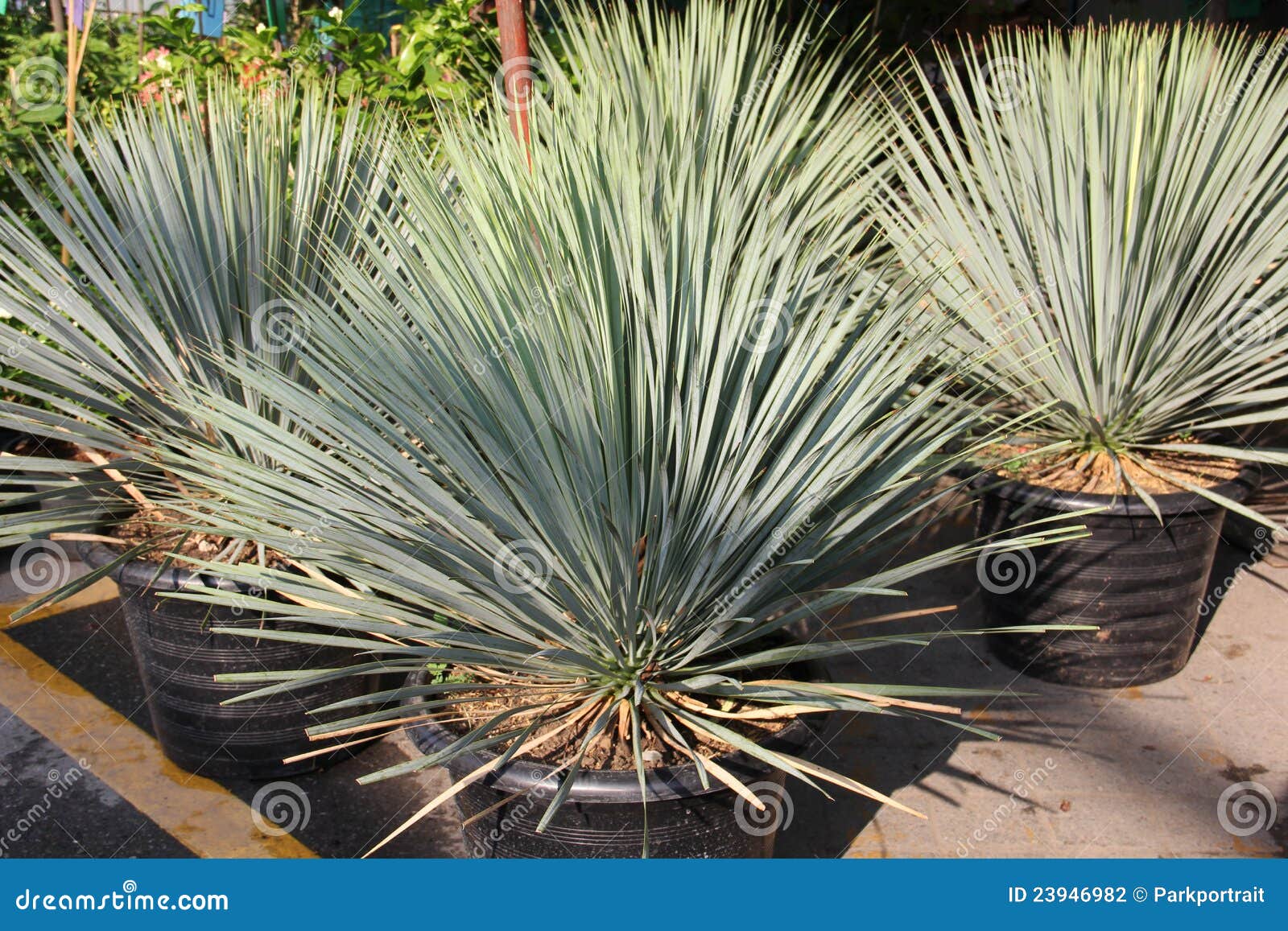 Silver shrubby tree stock photo. Image of garden, asia - 23946982