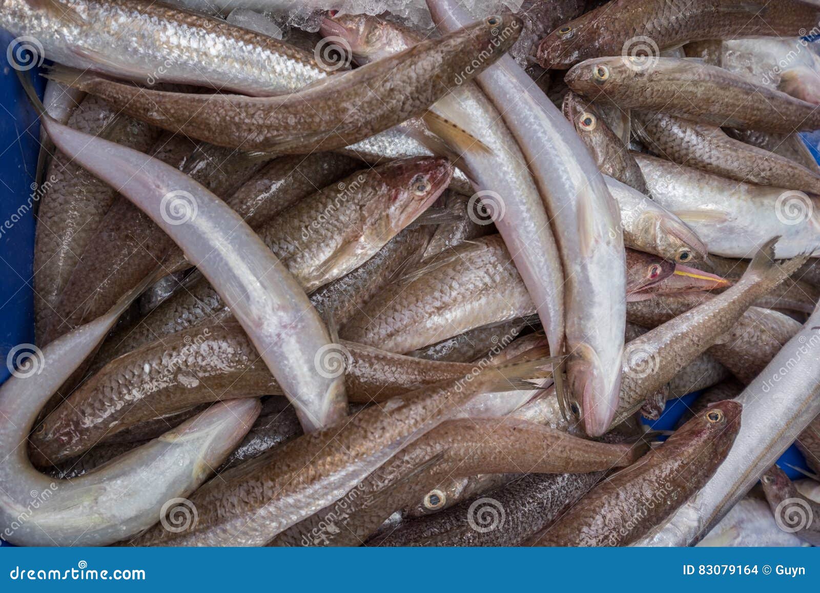 Silver Sillago Fish Sold in Market Stock Photo - Image of fish, dinner ...