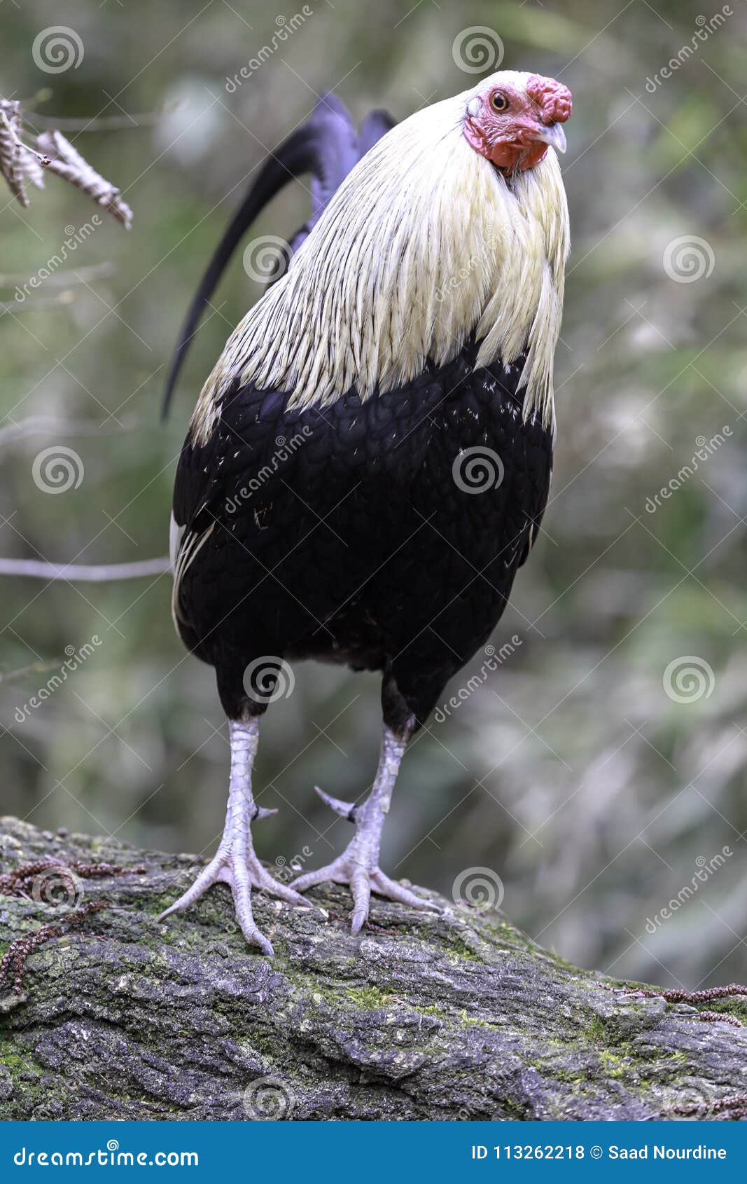 Dutch Bantam pullet stock photo. Image of lemon, domesticus - 113262218