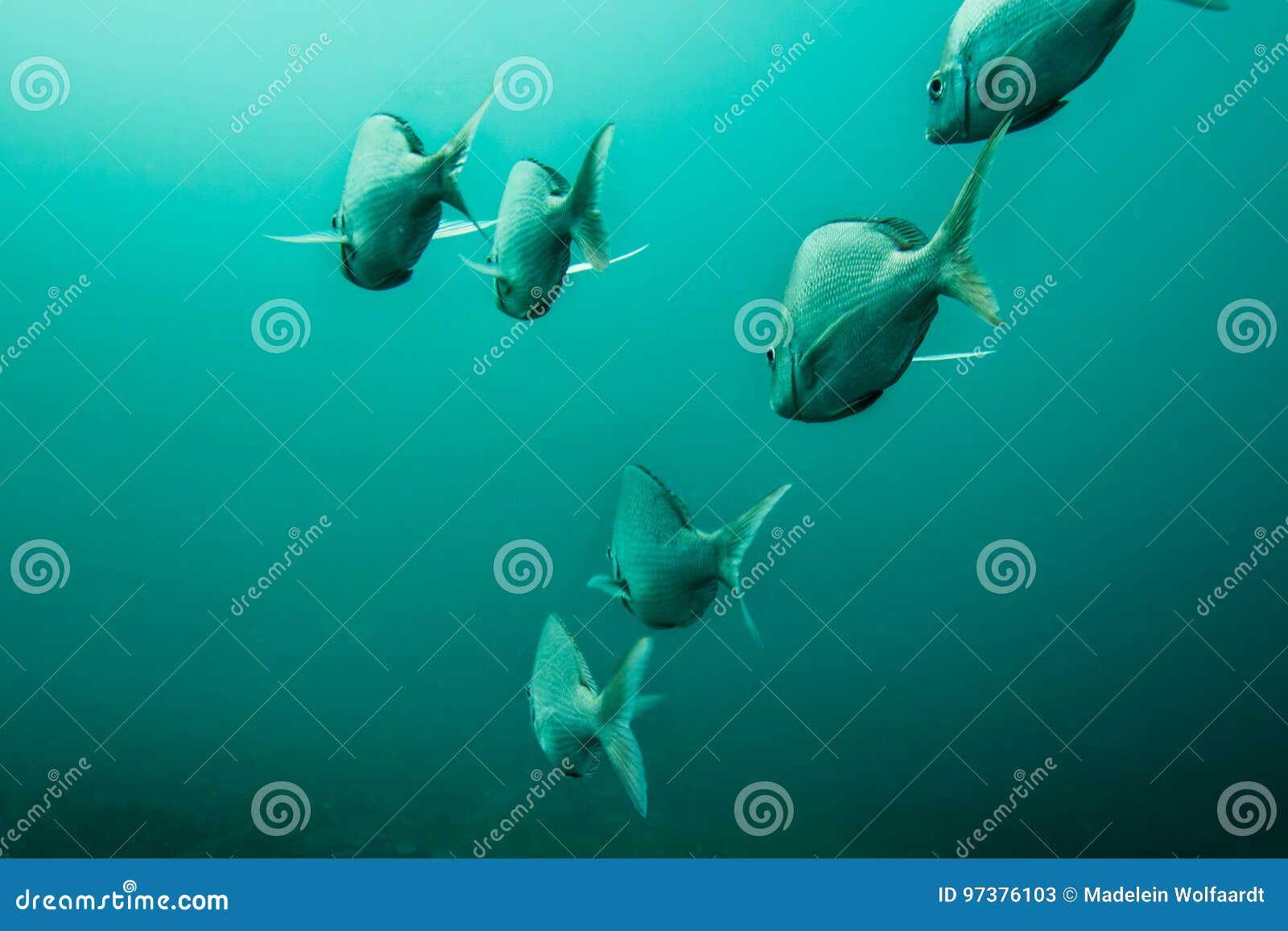 Slinger Fish Stock Photos - Free & Royalty-Free Stock Photos from ...